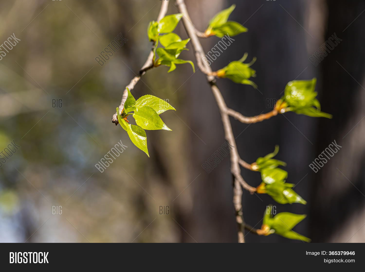 Poplar Branch Green Image & Photo (Free Trial) | Bigstock