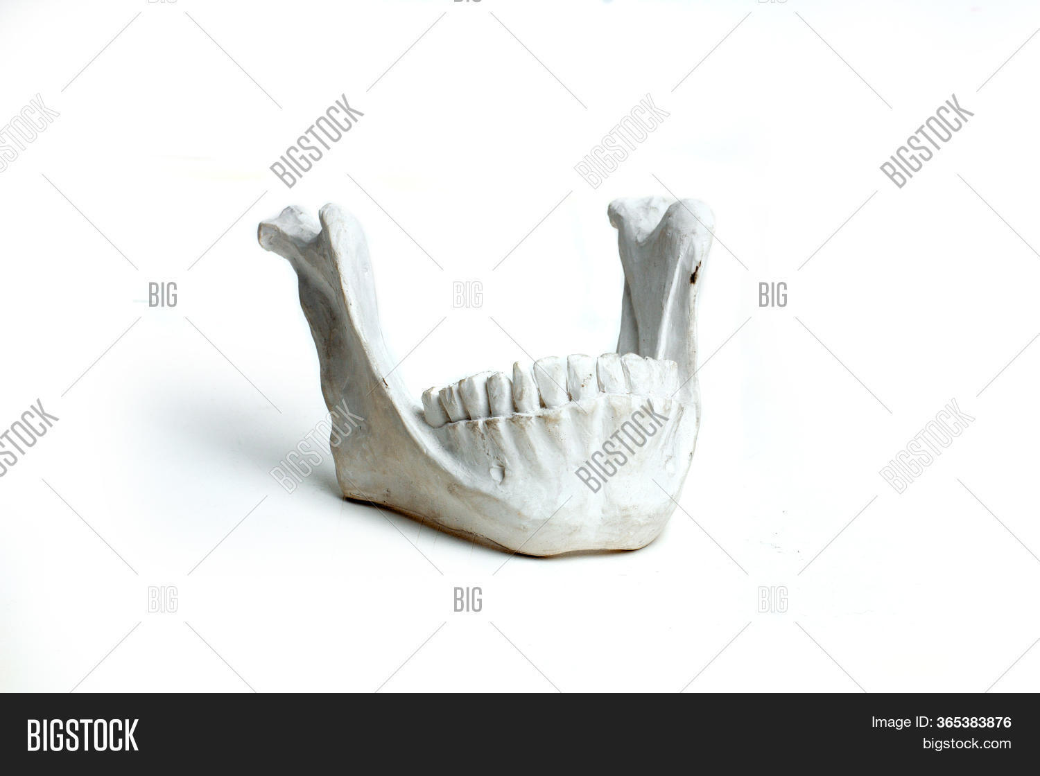 Lower Jaw Human Skull Image & Photo (Free Trial) | Bigstock