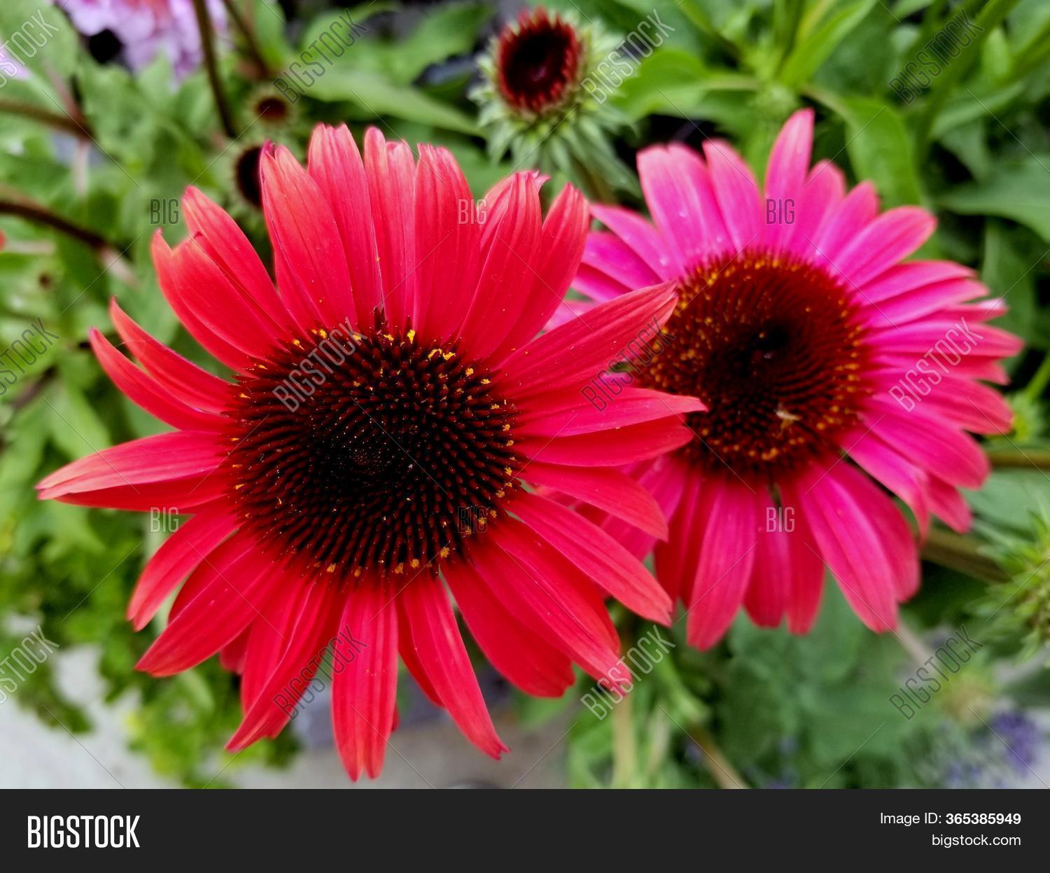 Red Coneflower ' Image & Photo (Free Trial) | Bigstock