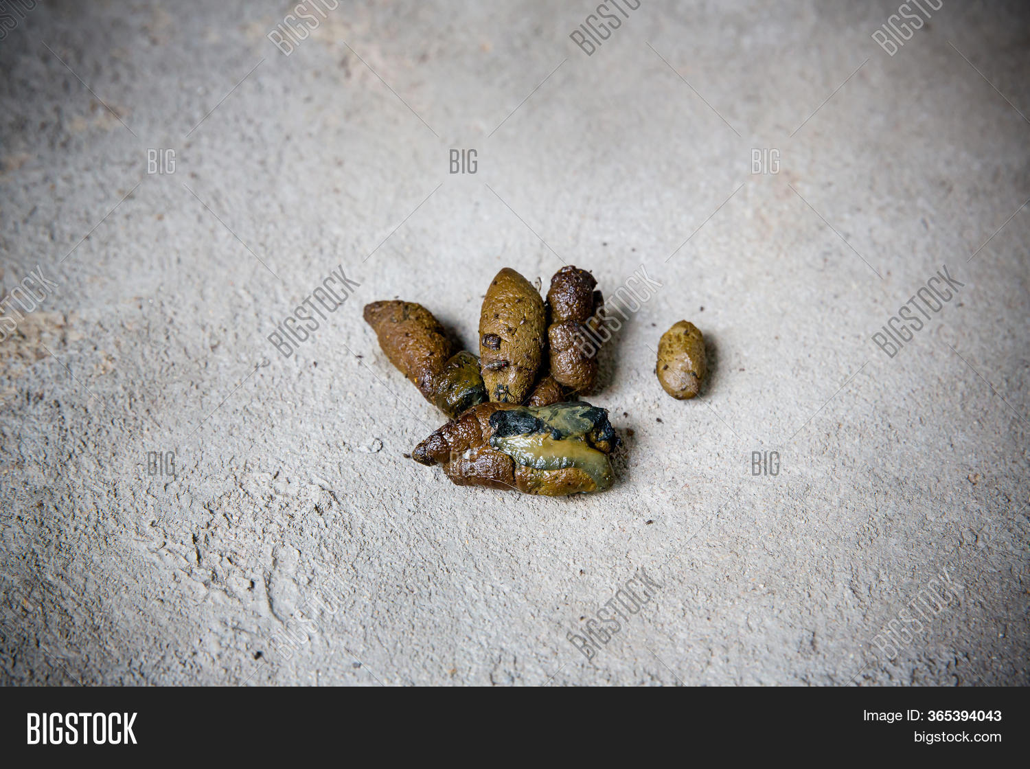 Dog Golden Poop On Image & Photo (Free Trial) | Bigstock