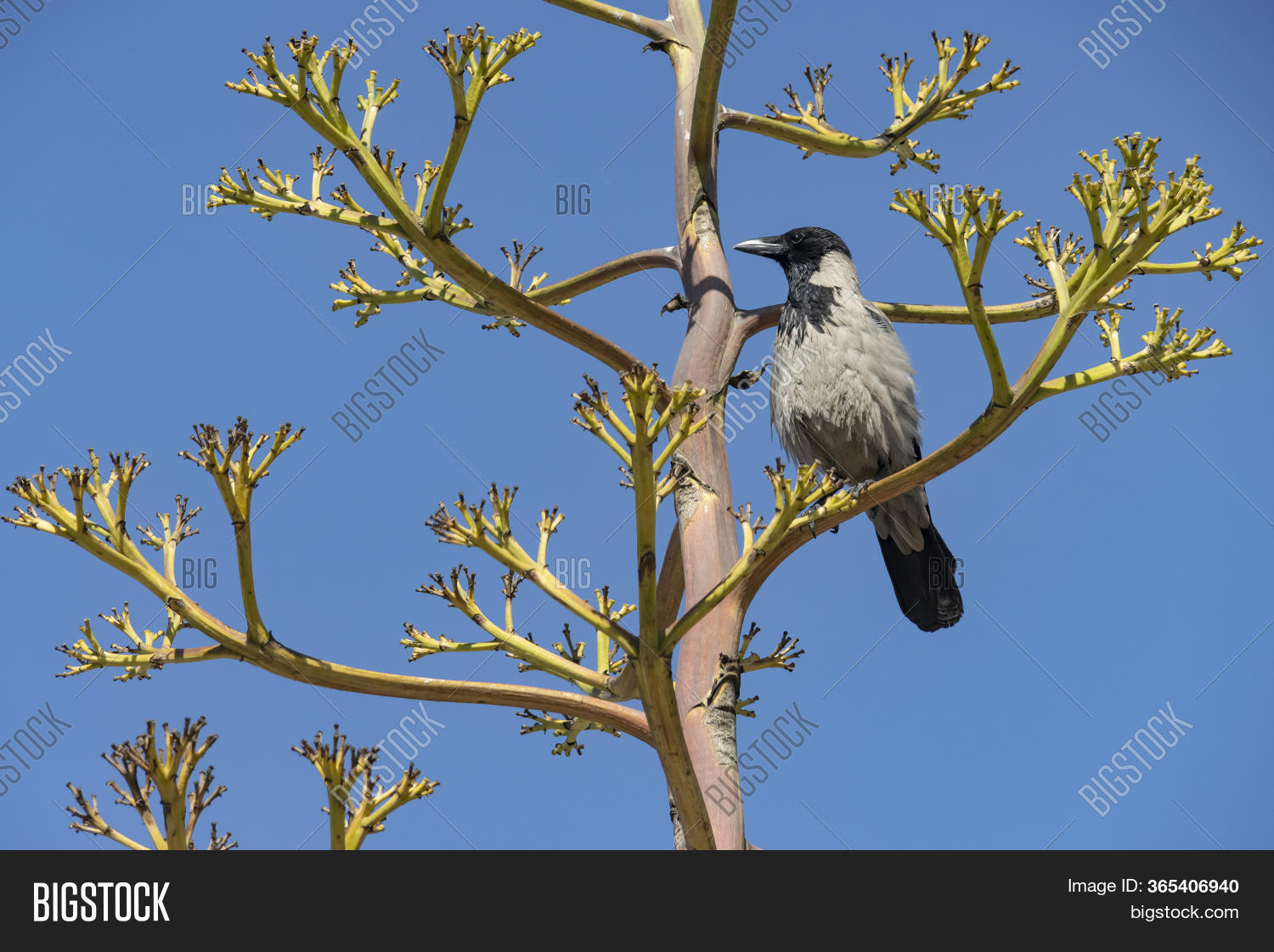 Gray Crow Standing On Image & Photo (Free Trial) | Bigstock