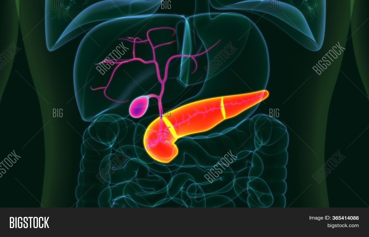 3d Illustration Human Image & Photo (Free Trial) | Bigstock