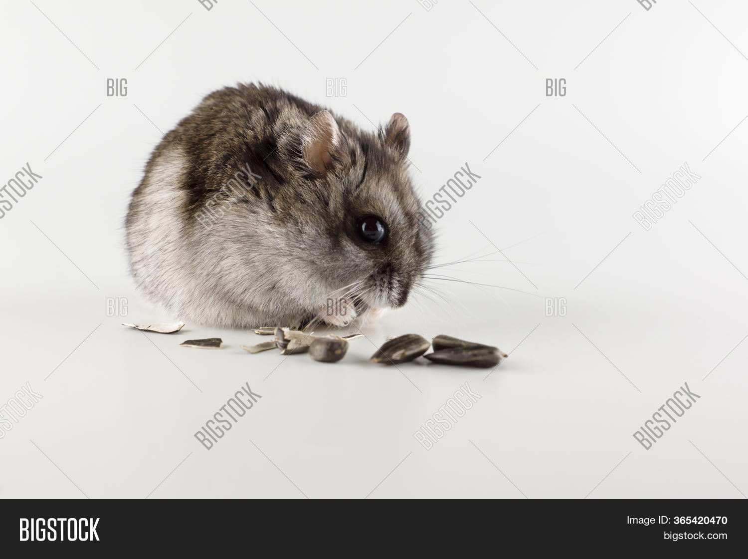 Little Gray Hamster Image & Photo (Free Trial) | Bigstock