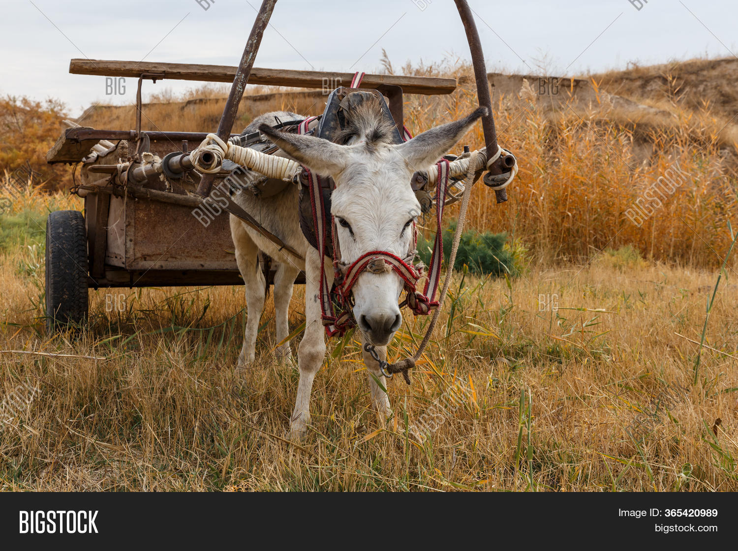 White Donkey Harnessed Image & Photo (Free Trial) | Bigstock