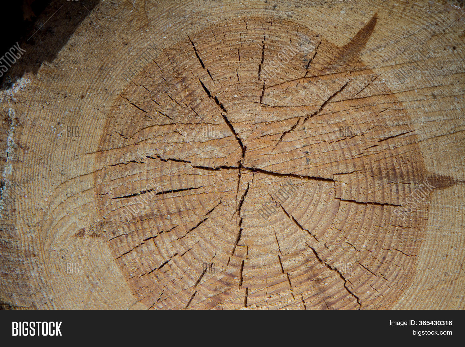 Tree Trunk Cross Image & Photo (Free Trial) | Bigstock