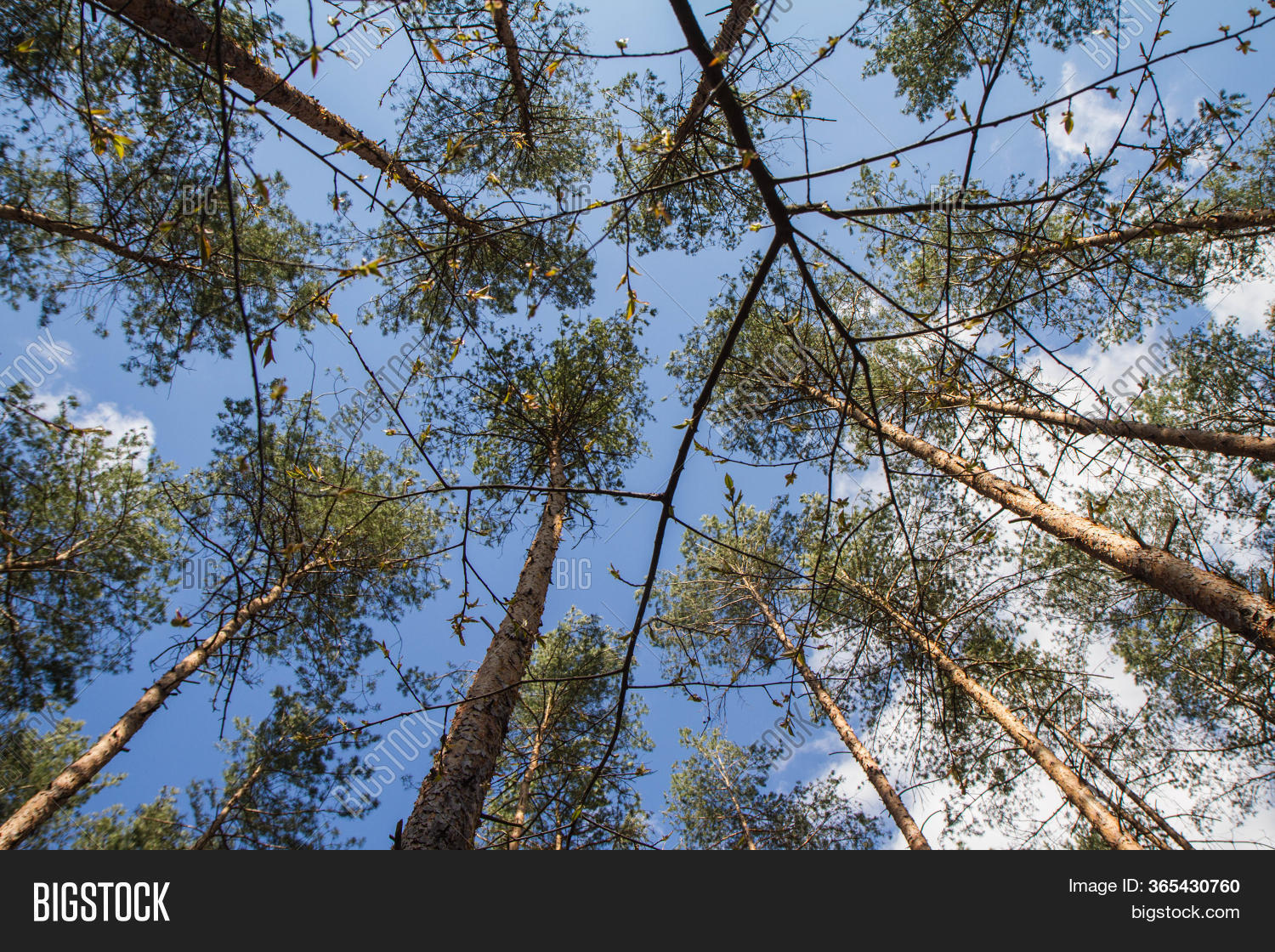 Pine Trees Forest Seen Image & Photo (Free Trial) | Bigstock