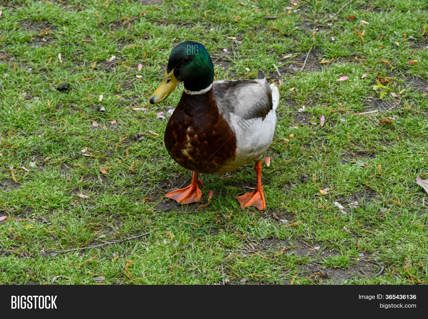 Mallard Duck Standing Image & Photo (Free Trial) | Bigstock