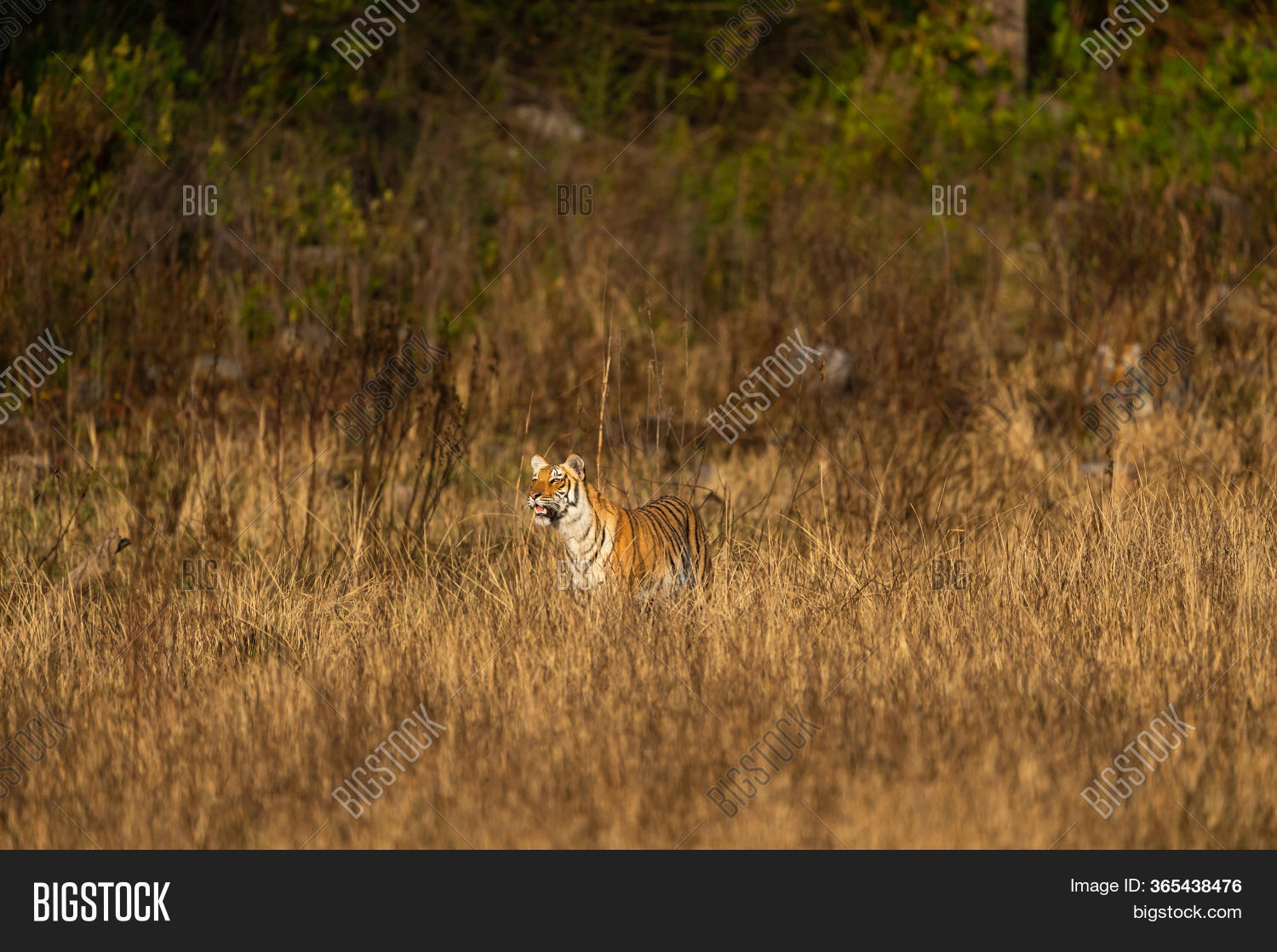 Wild Tiger Action Image & Photo (Free Trial) | Bigstock