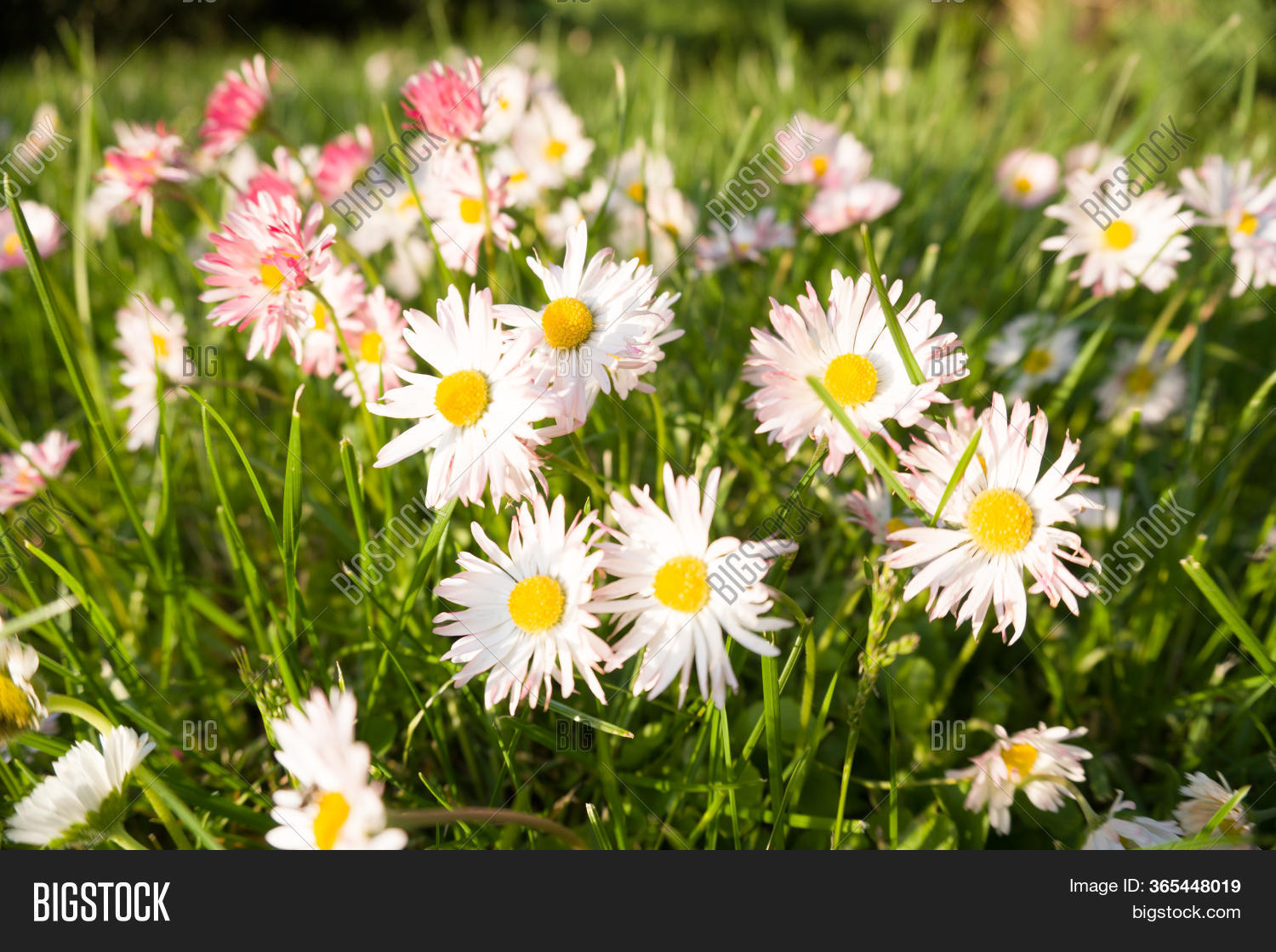 Summer Landscape Daisy Image & Photo (Free Trial) | Bigstock