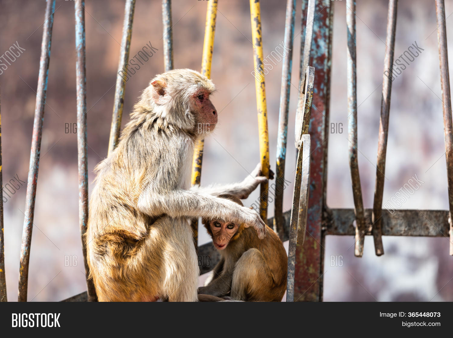 Macaque Monkeys Enjoy Image & Photo (Free Trial) | Bigstock