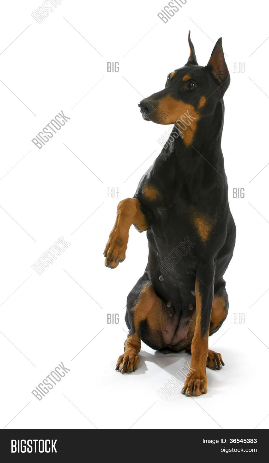 Shake Paw - Doberman Image & Photo (Free Trial) | Bigstock