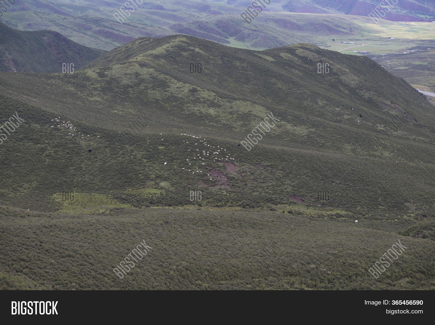 Unique Green Prairie Image & Photo (Free Trial) | Bigstock