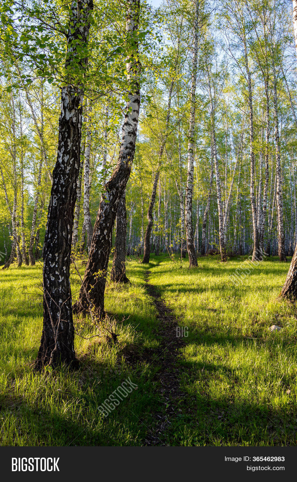 Path Birch Forest Image & Photo (Free Trial) | Bigstock