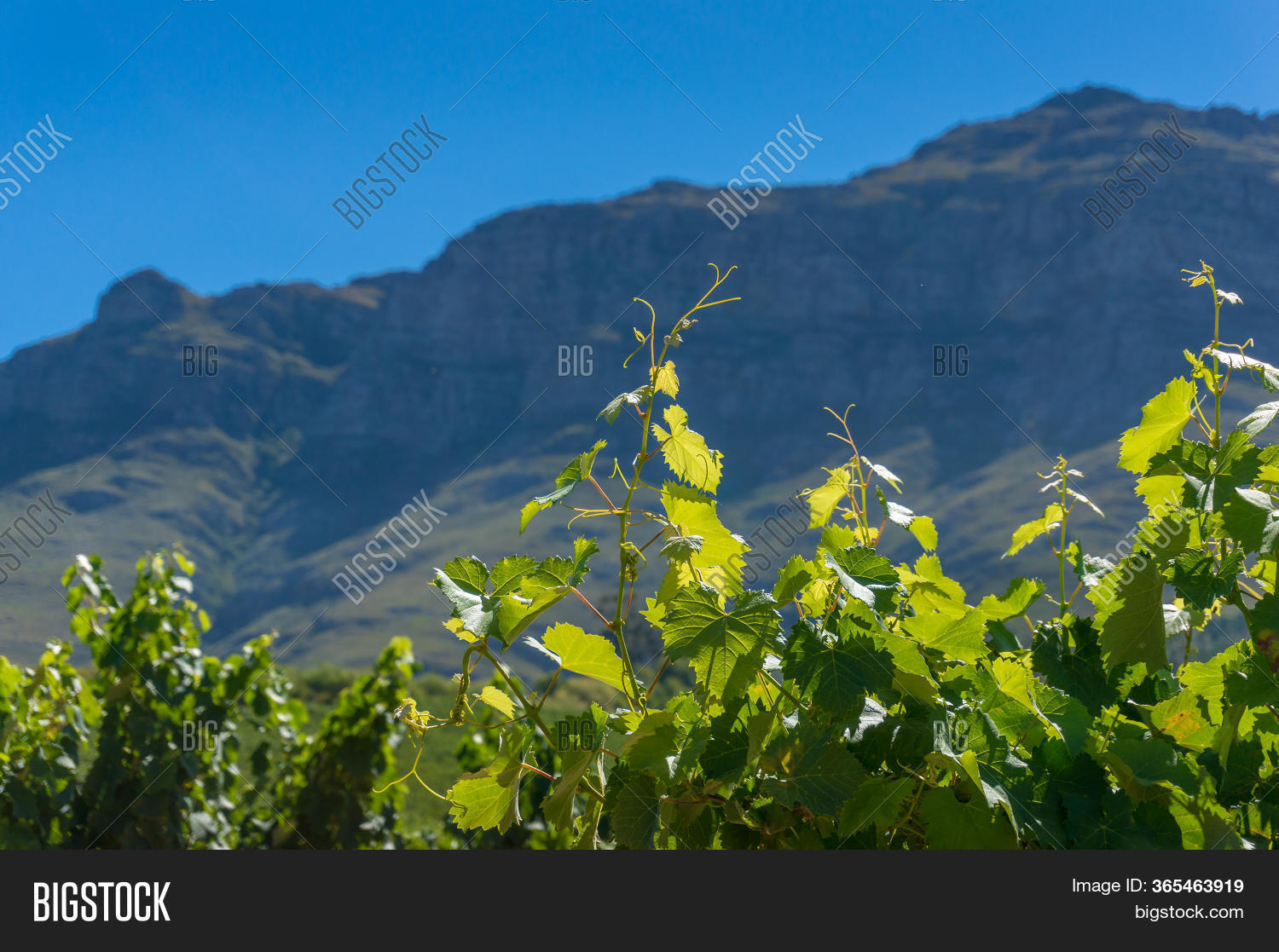 Grape Vines Mountains Image & Photo (Free Trial) | Bigstock