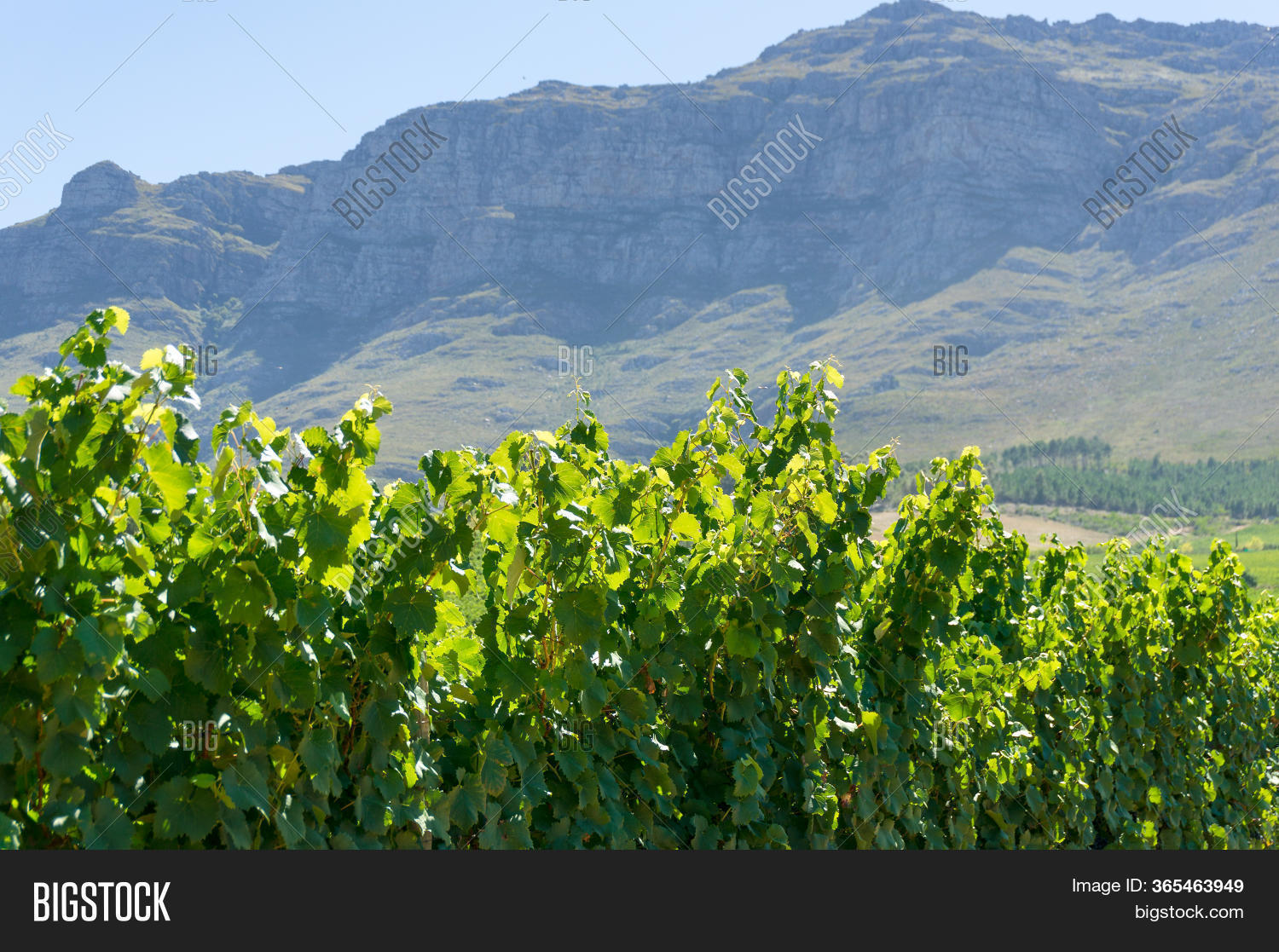 Grape Vines Mountains Image & Photo (Free Trial) | Bigstock