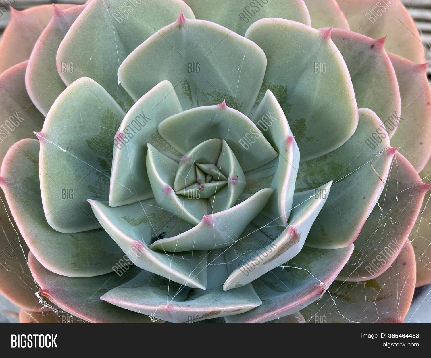 Echeveria Orion Plant Image & Photo (Free Trial) | Bigstock