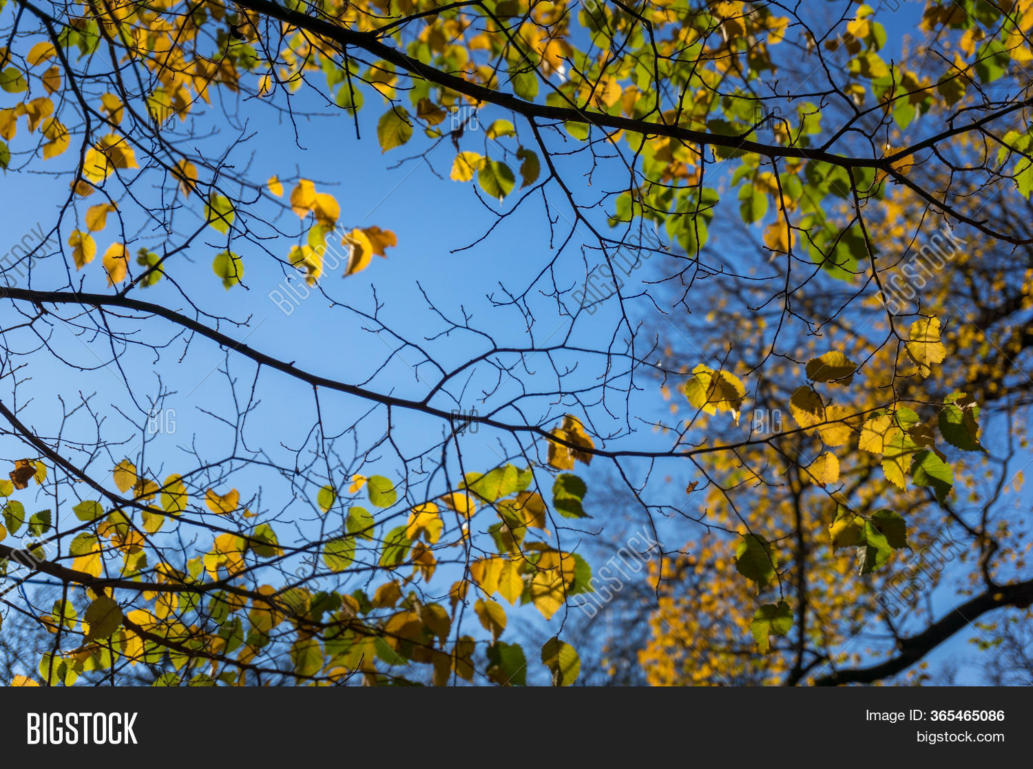 Yellow Autumn Tree Image & Photo (Free Trial) | Bigstock