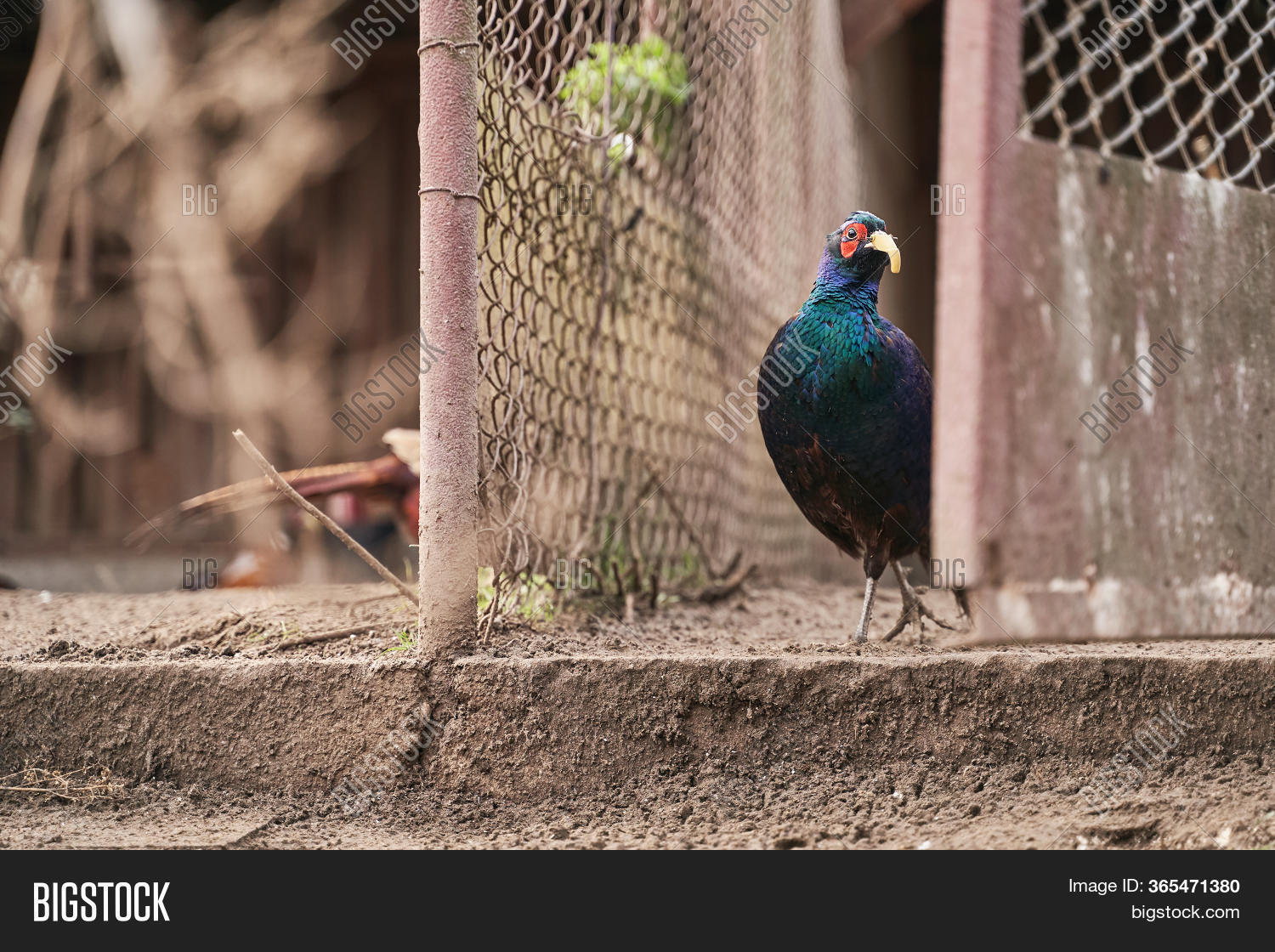 Male Melanistic Mutant Image & Photo (Free Trial) | Bigstock