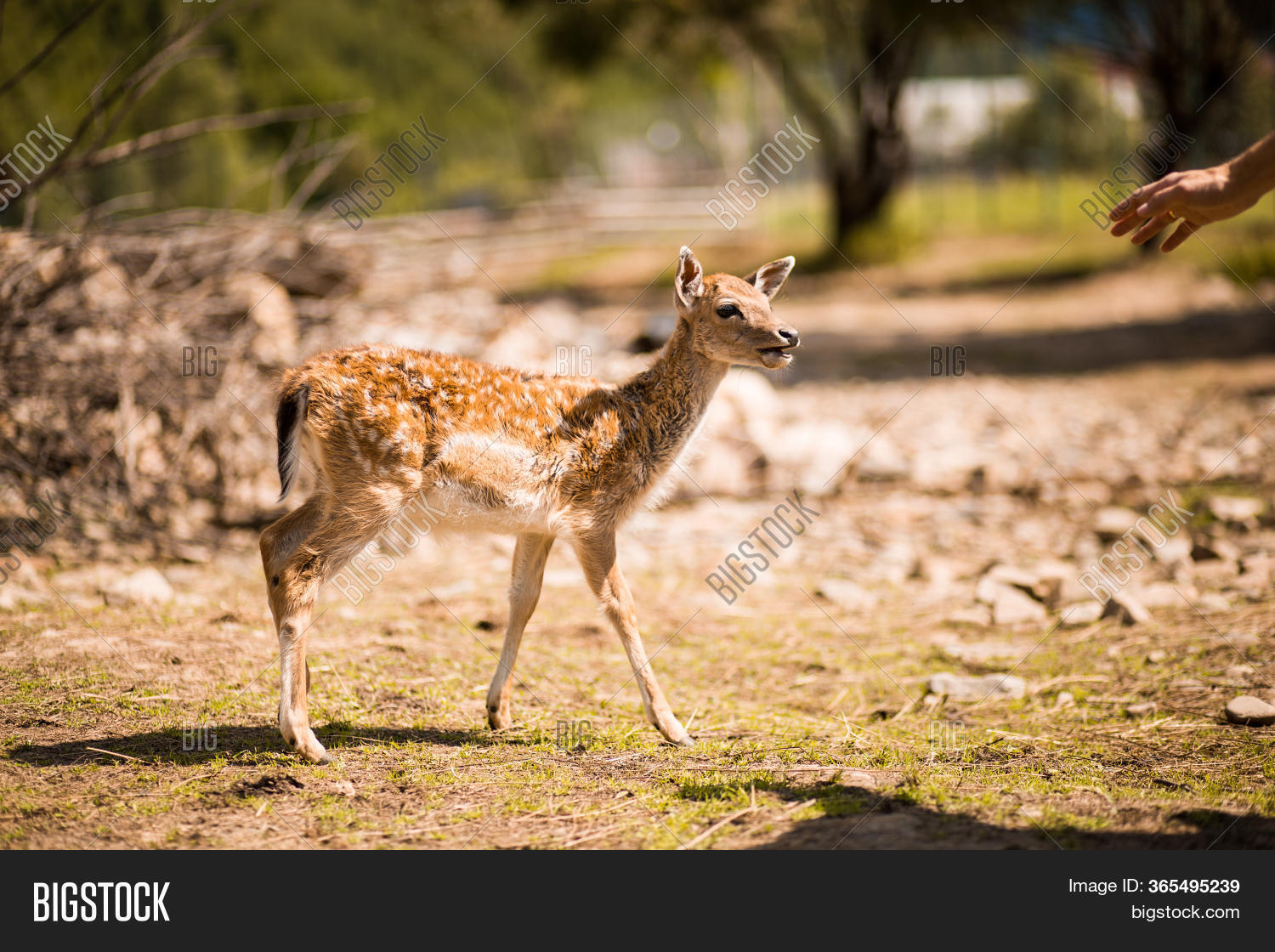 Cute Spotted Fallow Image & Photo (Free Trial) | Bigstock