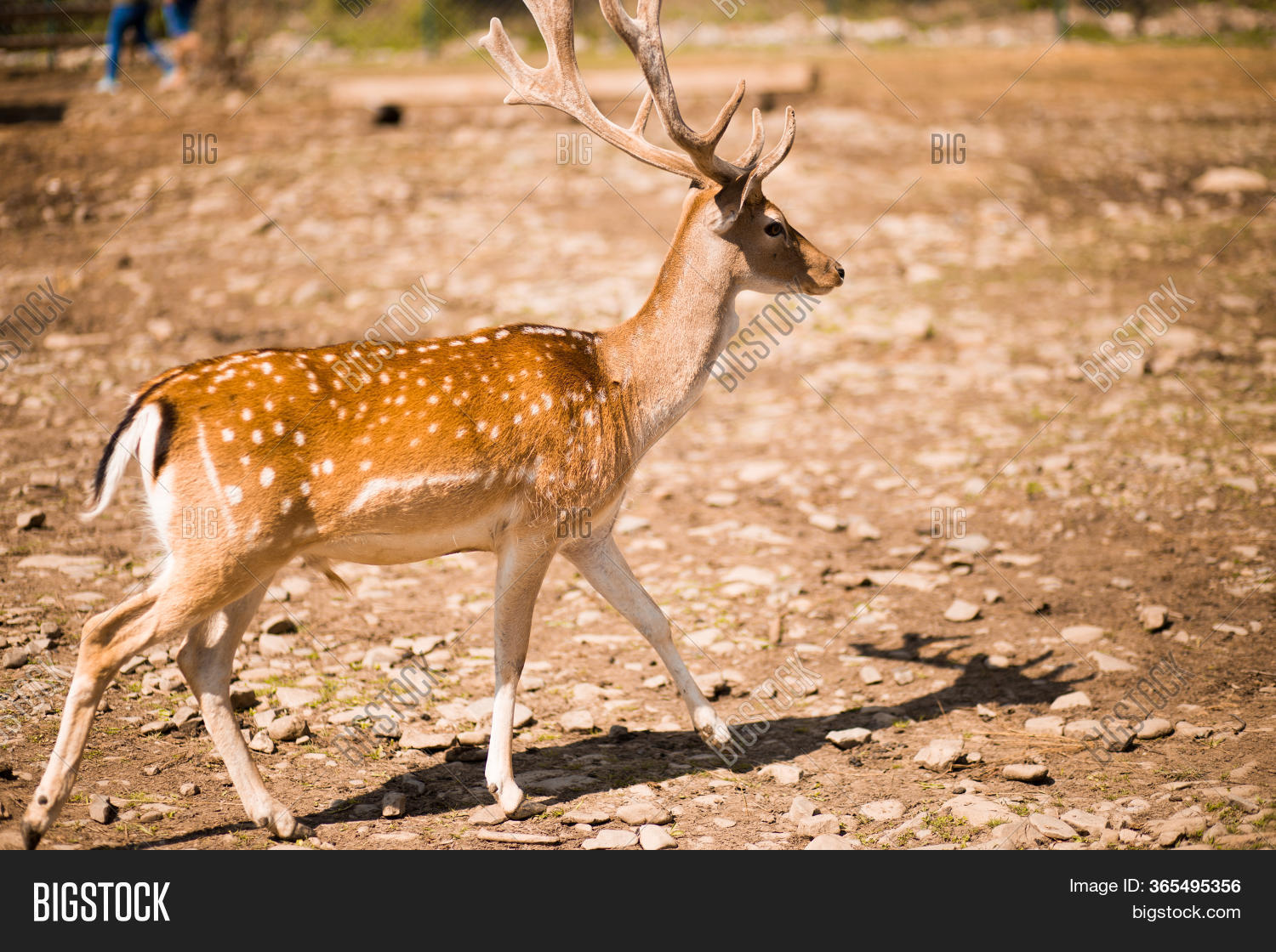 Cute Spotted Fallow Image & Photo (Free Trial) | Bigstock