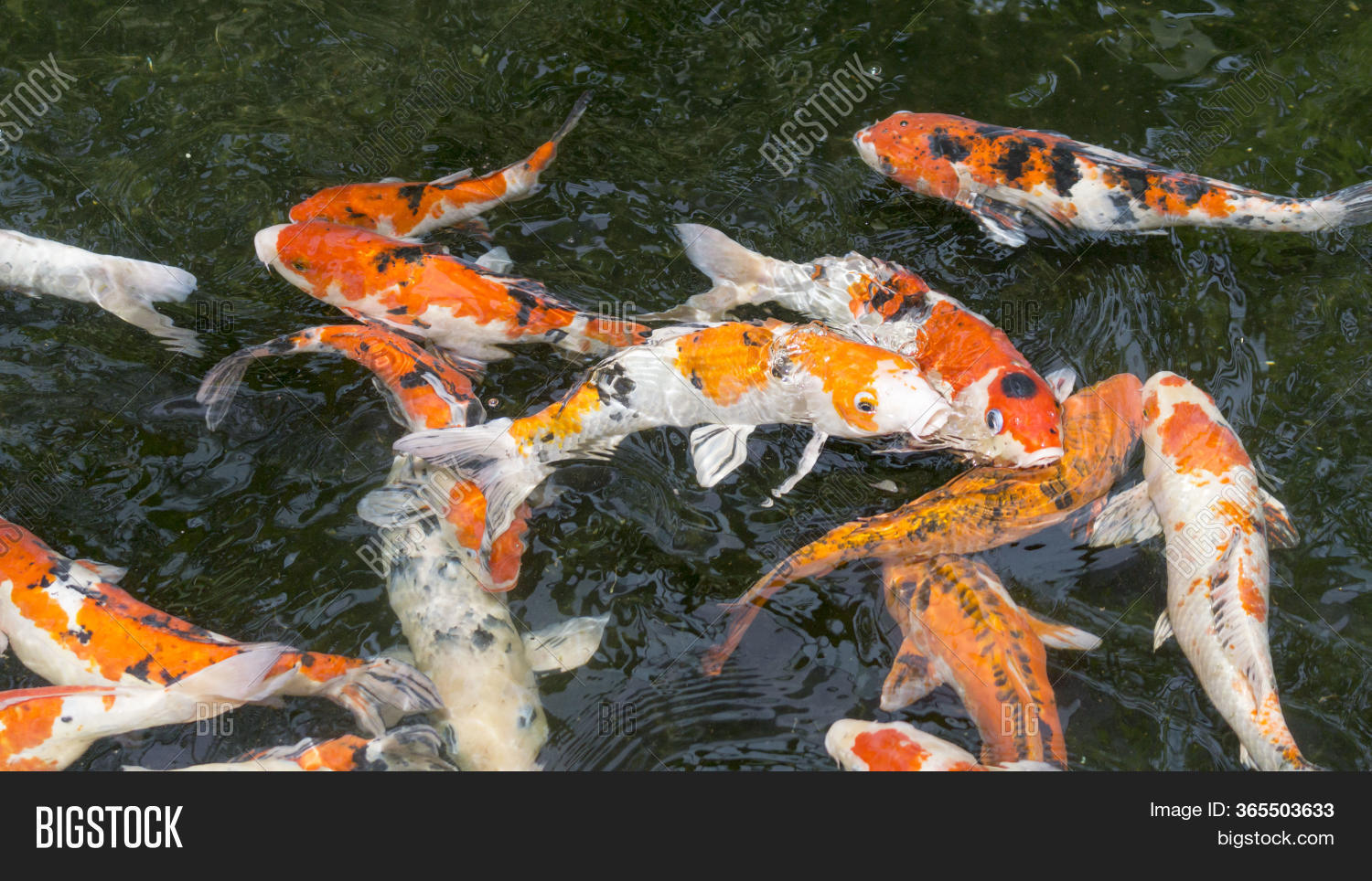 Colorful Fancy Carp Image & Photo (Free Trial) | Bigstock