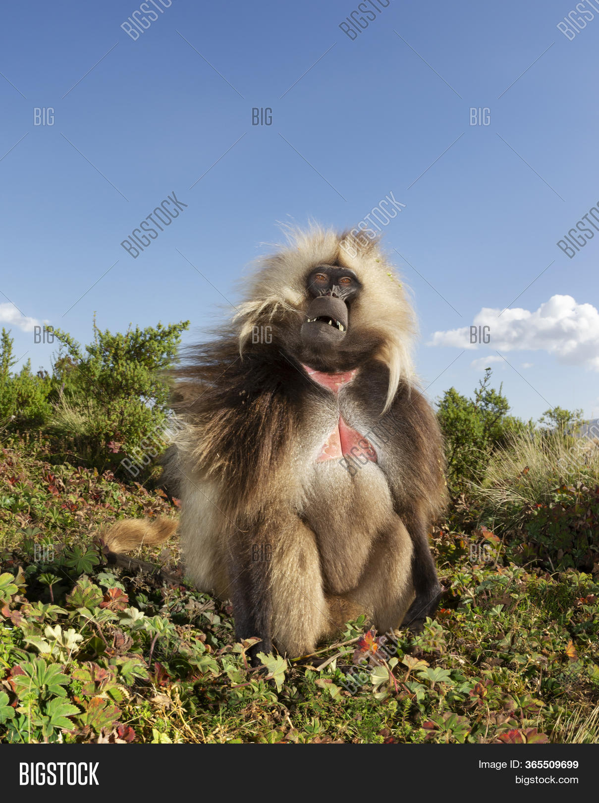 Close Male Gelada Image & Photo (Free Trial) | Bigstock