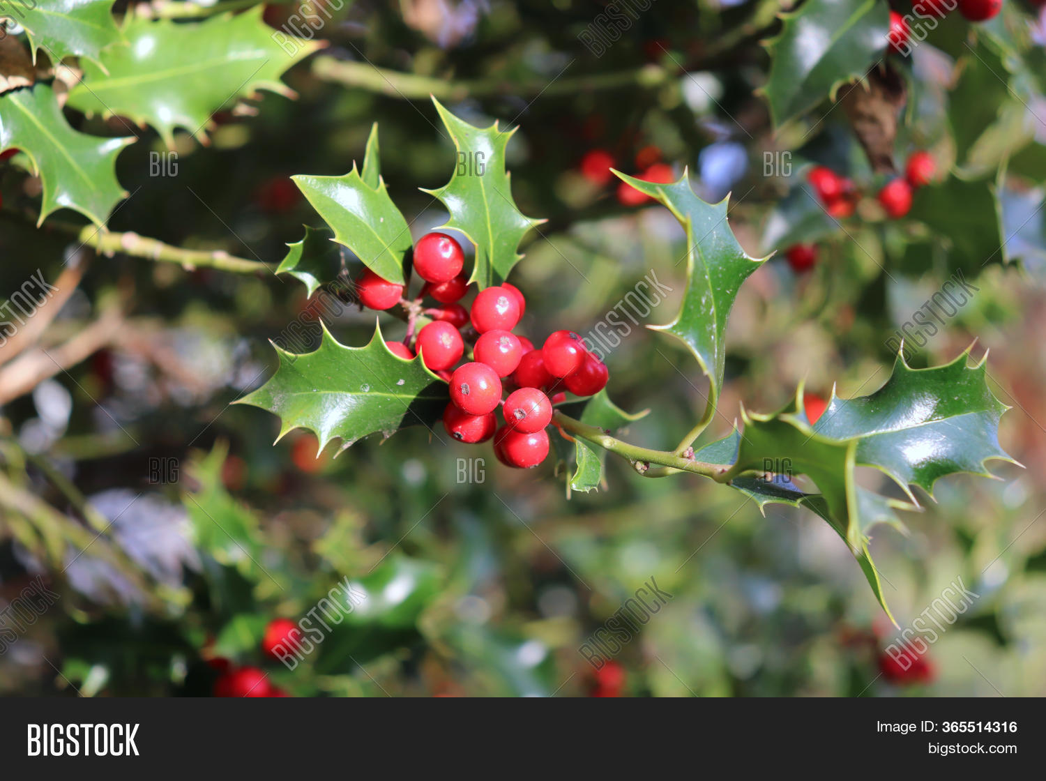 Ilex, Holly, Genus Image & Photo (Free Trial) | Bigstock