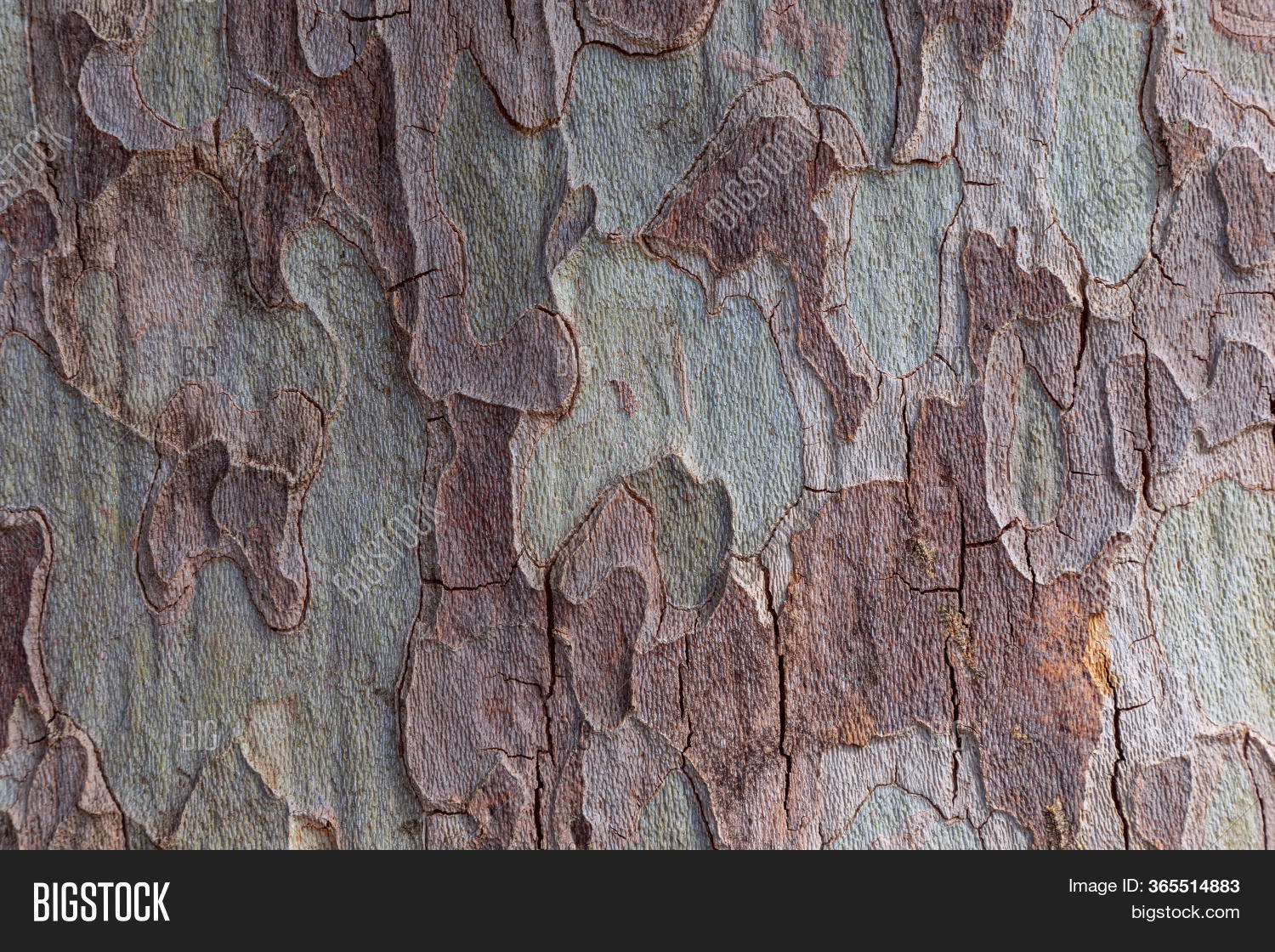 Texture Sycamore Tree Image & Photo (Free Trial) | Bigstock