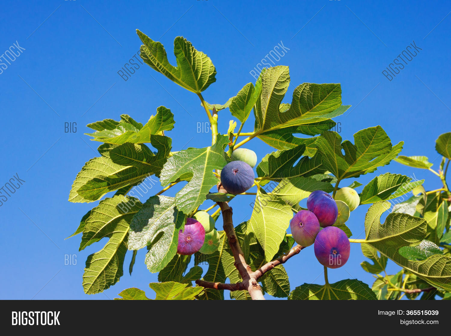 Autumn. Branch Fig Image & Photo (Free Trial) | Bigstock