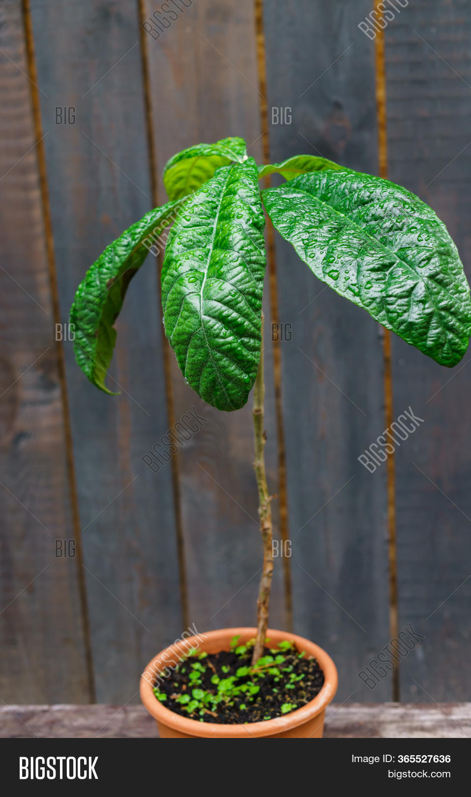 Small Avocado Tree Image & Photo (Free Trial) | Bigstock