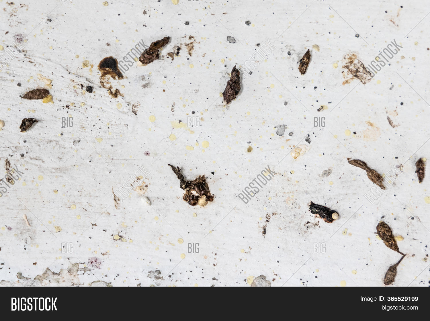 Unhygienic Droppings Image & Photo (Free Trial) | Bigstock