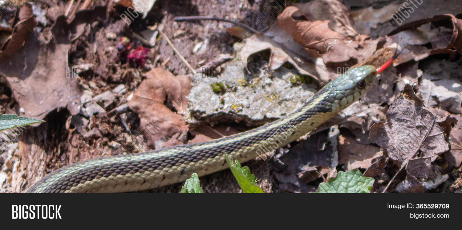 Garter Snake Coiled Image & Photo (Free Trial) | Bigstock