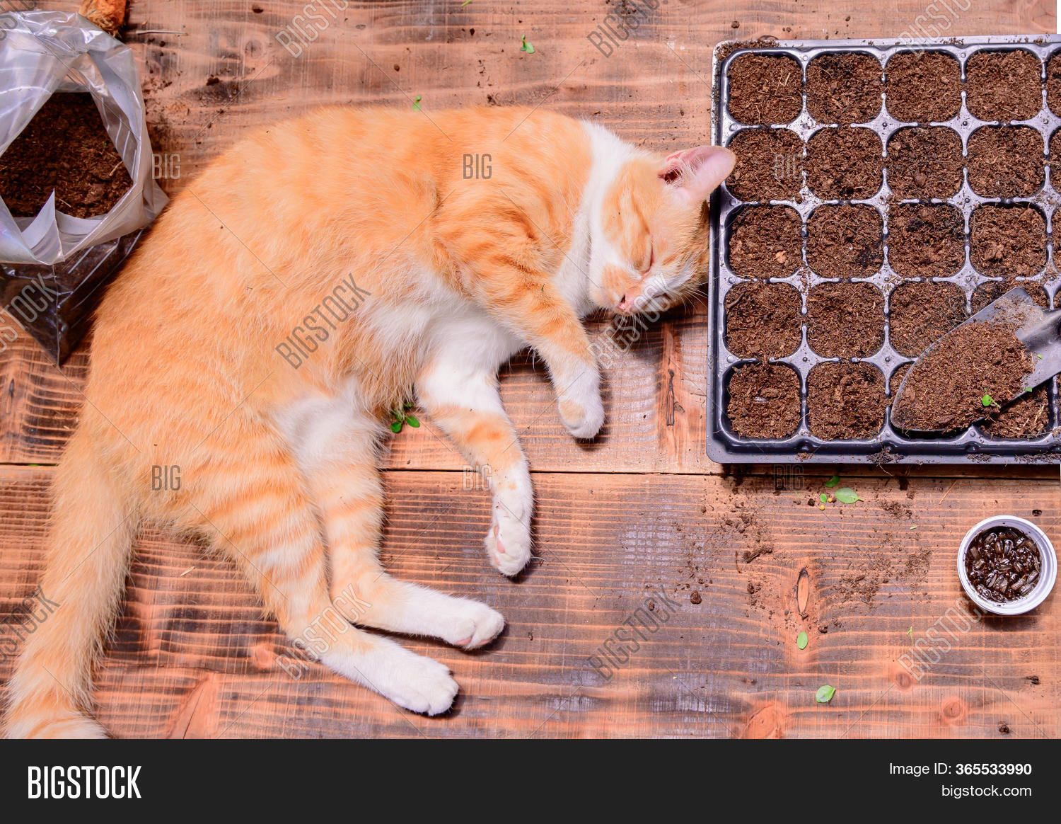 Home Gardening Cat Image & Photo (Free Trial) | Bigstock