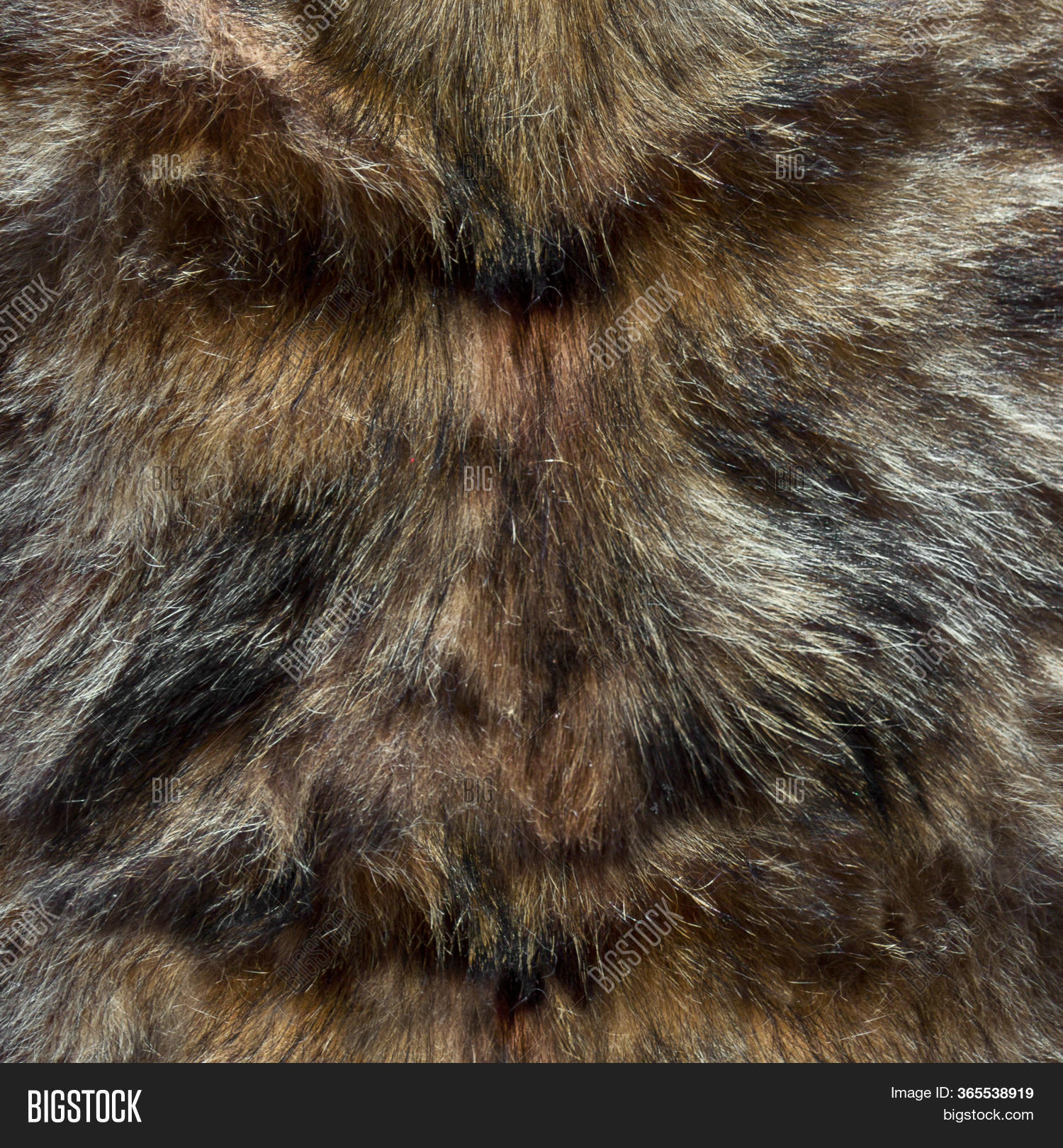 Wolf Fur Wolf Fur Image & Photo (Free Trial) | Bigstock