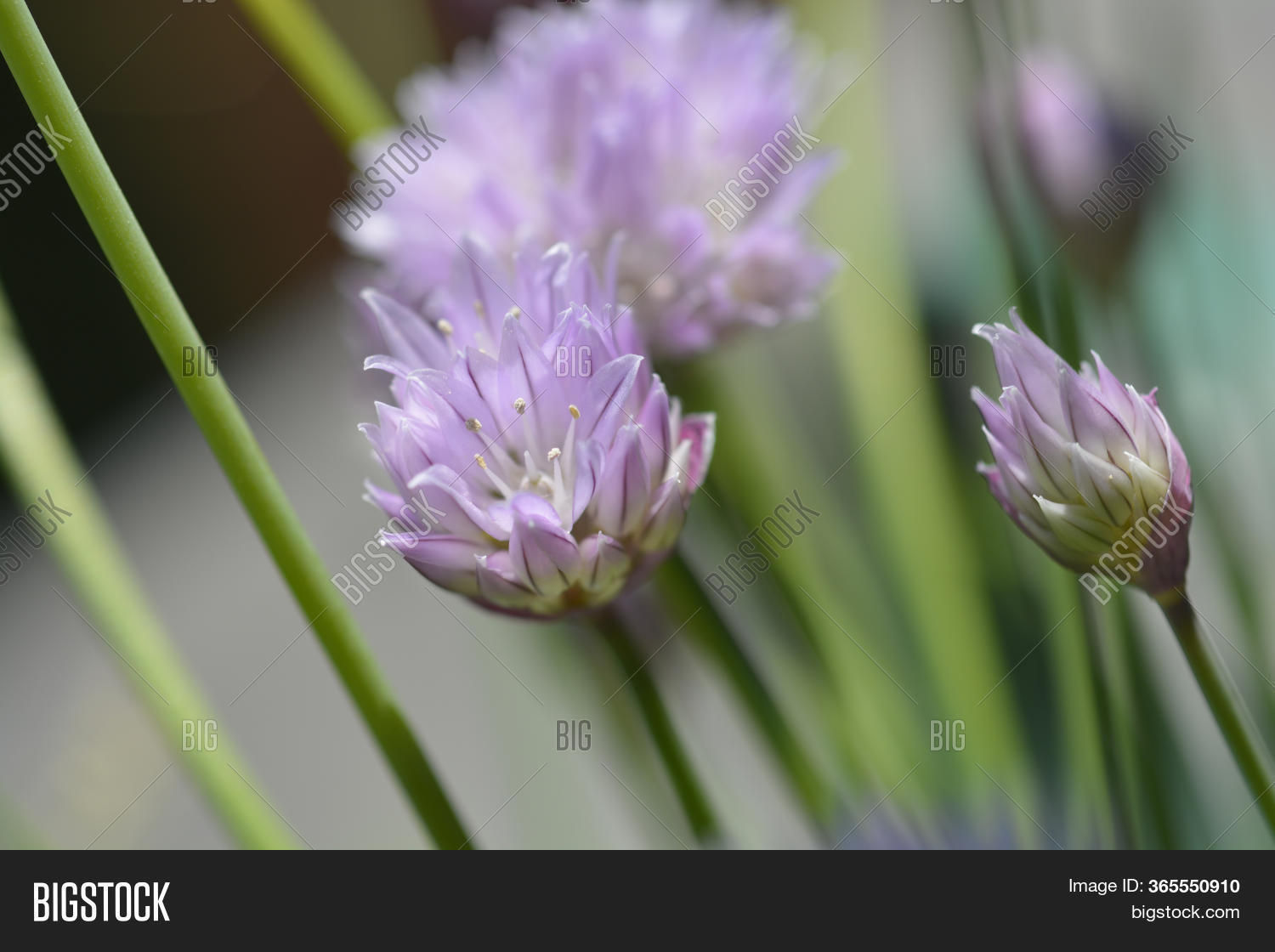 Chives Flower - Latin Image & Photo (Free Trial) | Bigstock