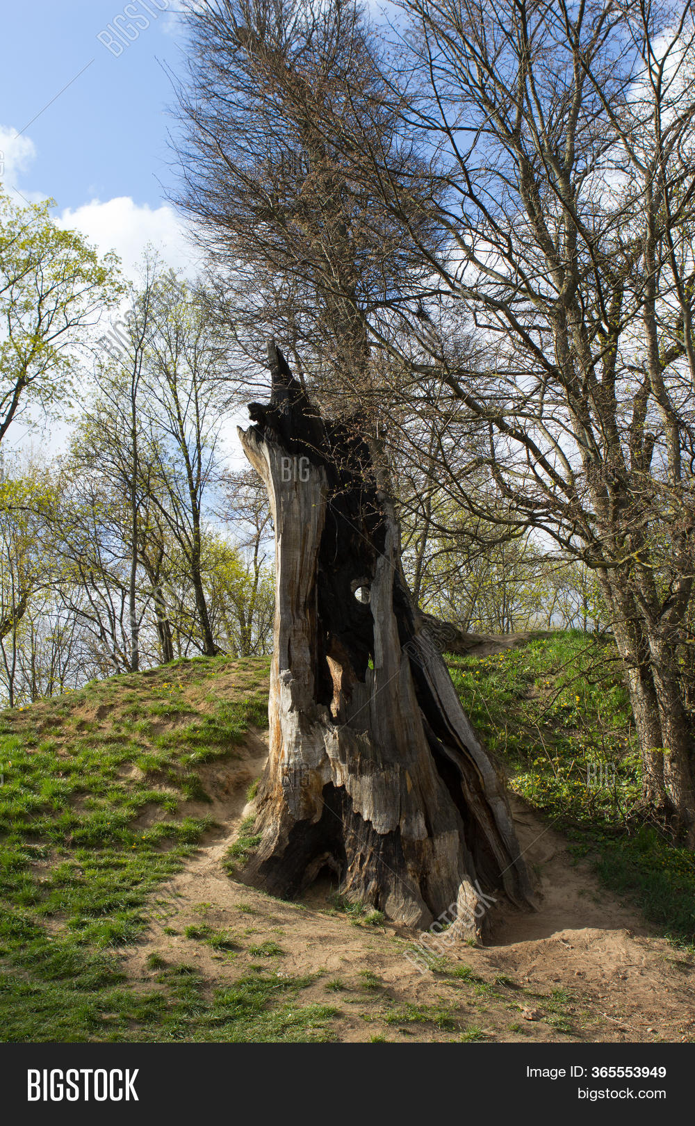 Old Tree, Withered, Image & Photo (Free Trial) | Bigstock