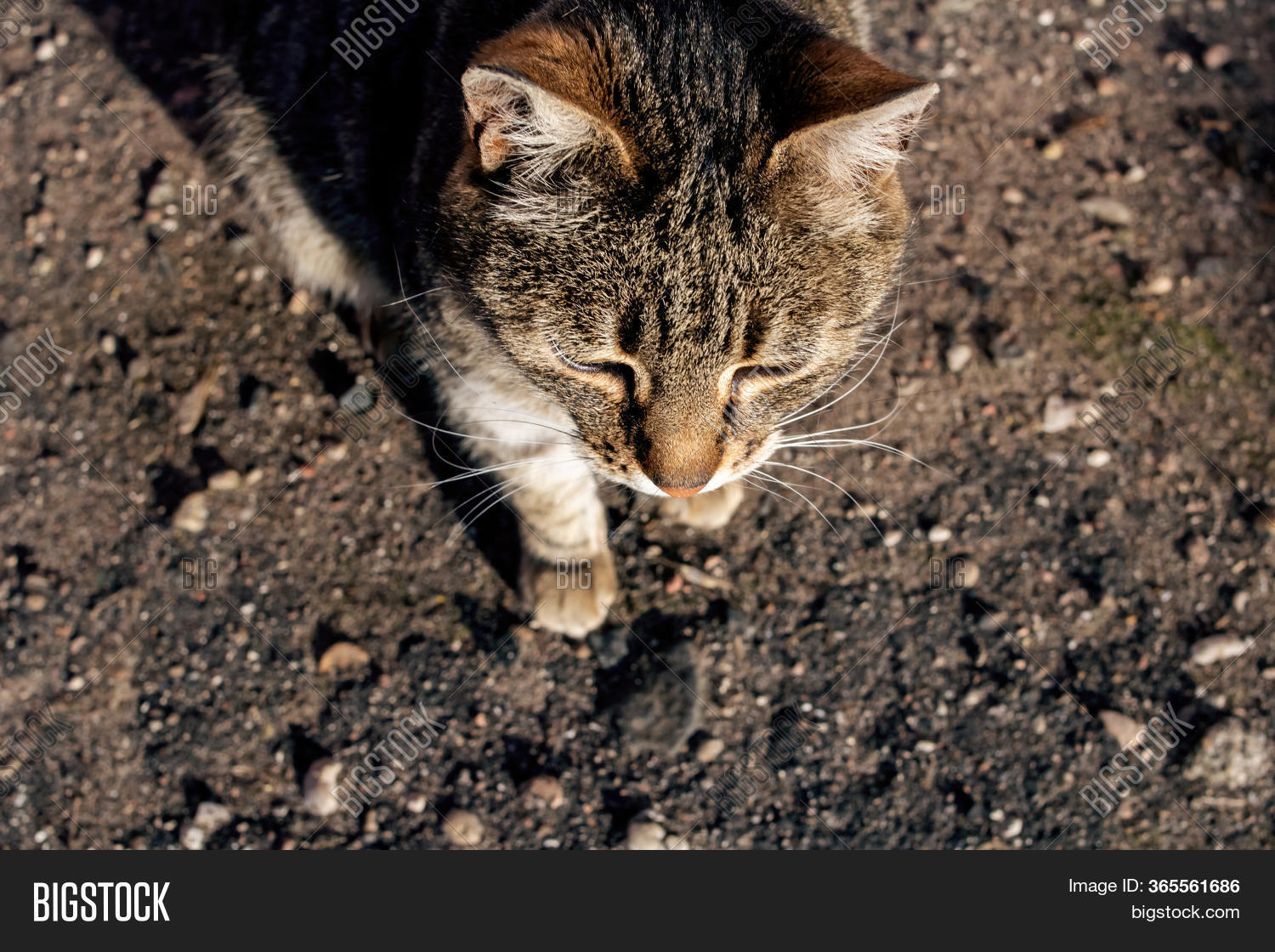 Tabby Stray Cat On Image & Photo (Free Trial) | Bigstock