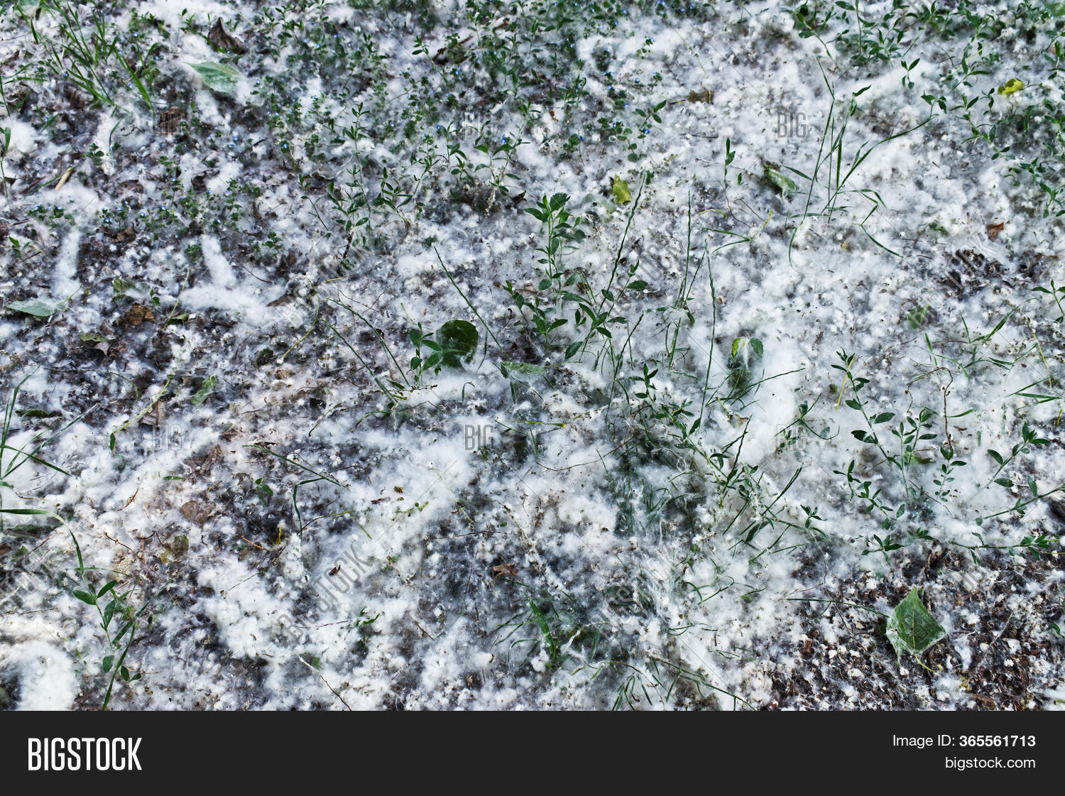 Poplar Tree Pollen Image & Photo (Free Trial) | Bigstock