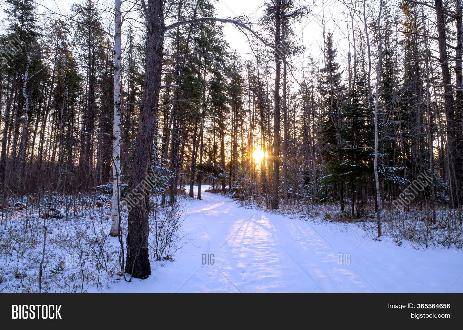 Remote Forest Trail Image & Photo (Free Trial) | Bigstock