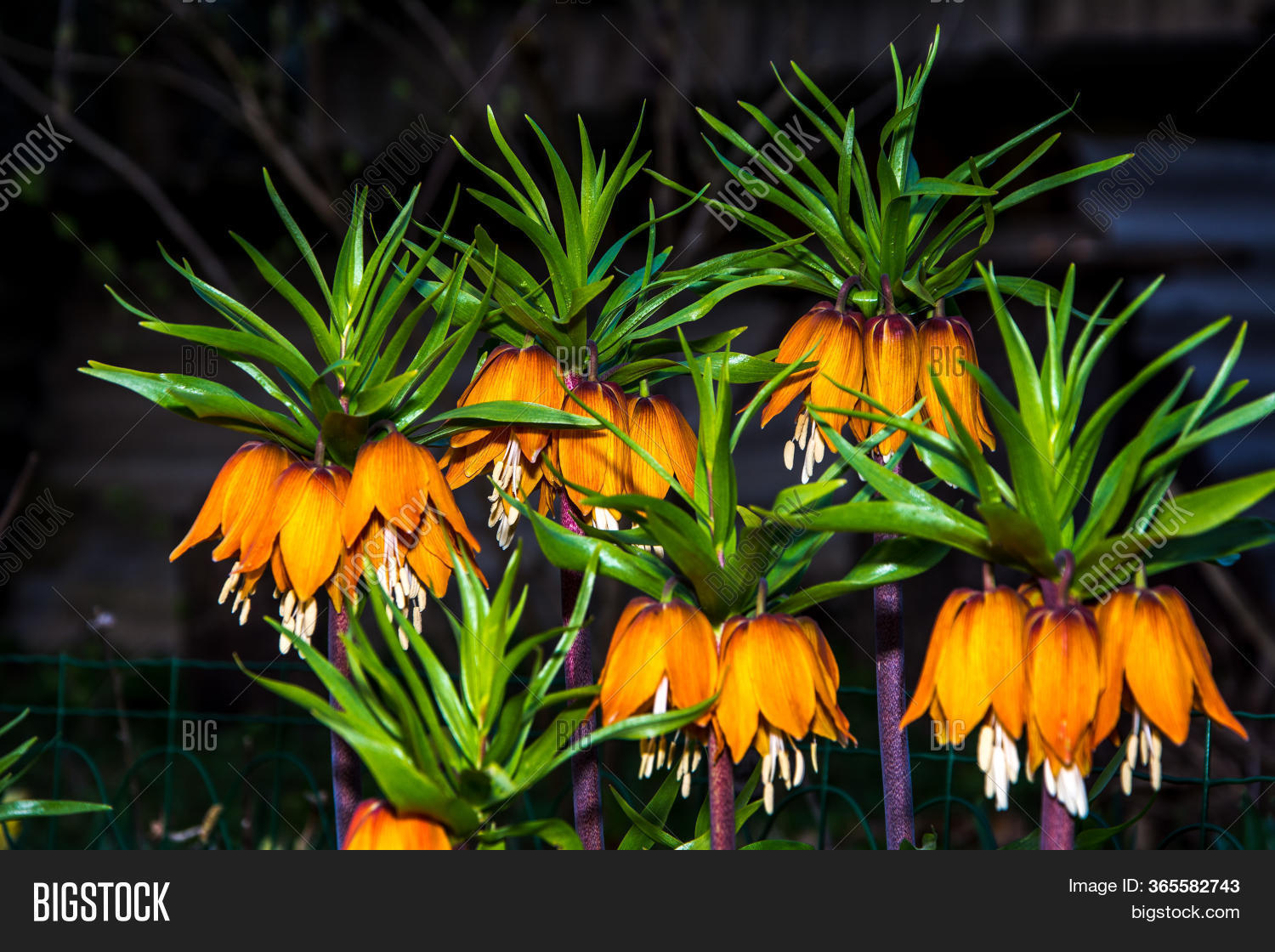 Crown Imperial ( Image & Photo (Free Trial) | Bigstock