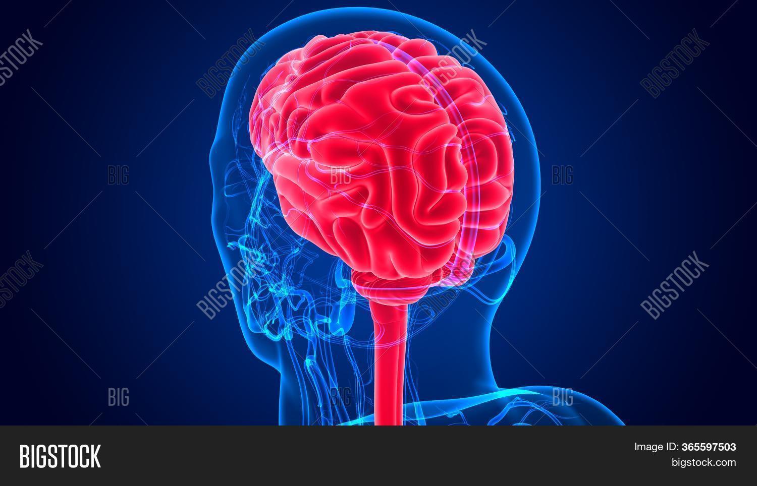 3d Illustration Human Image & Photo (Free Trial) | Bigstock