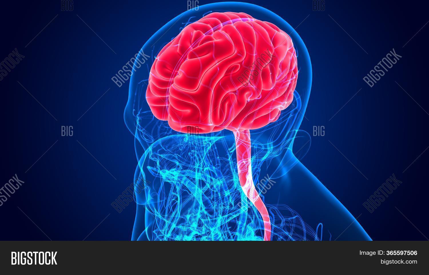 3d Illustration Human Image & Photo (Free Trial) | Bigstock