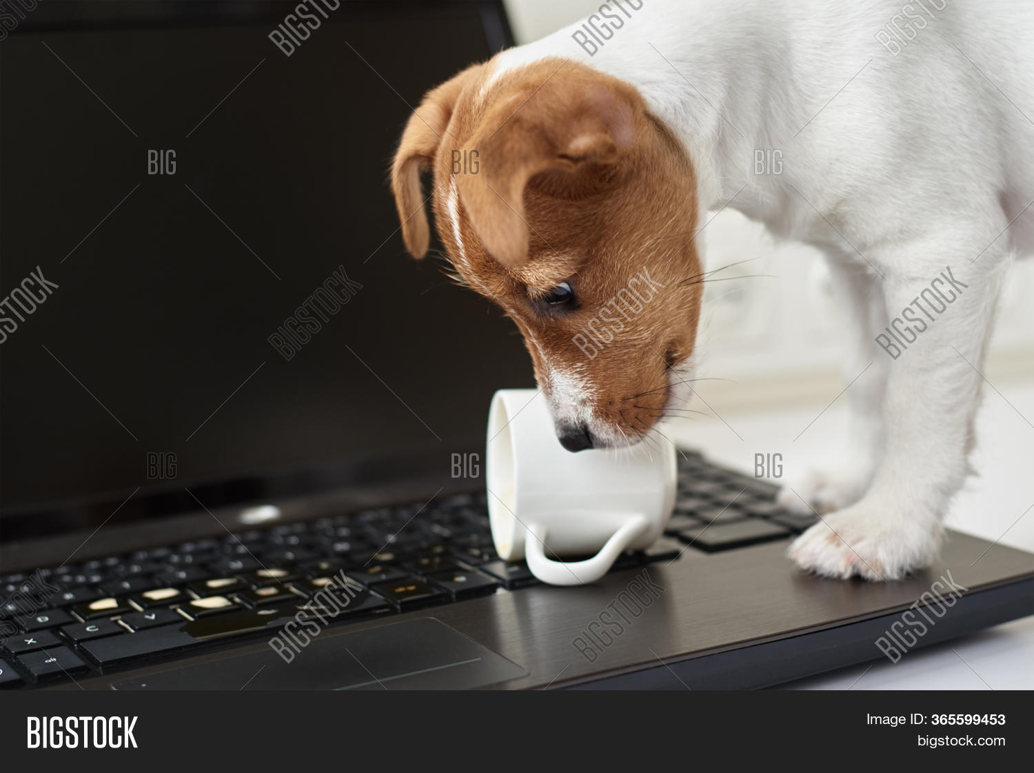 Dog Spilled Coffee On Image & Photo (Free Trial) | Bigstock