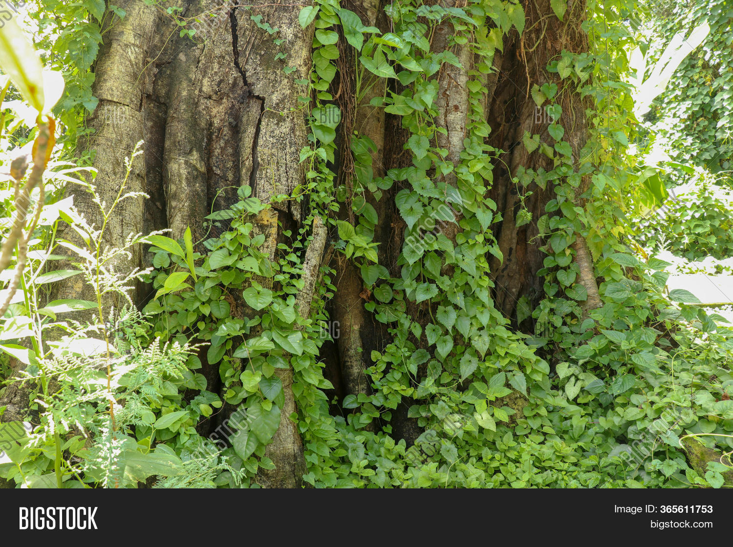 Large Old Tree Image & Photo (Free Trial) | Bigstock