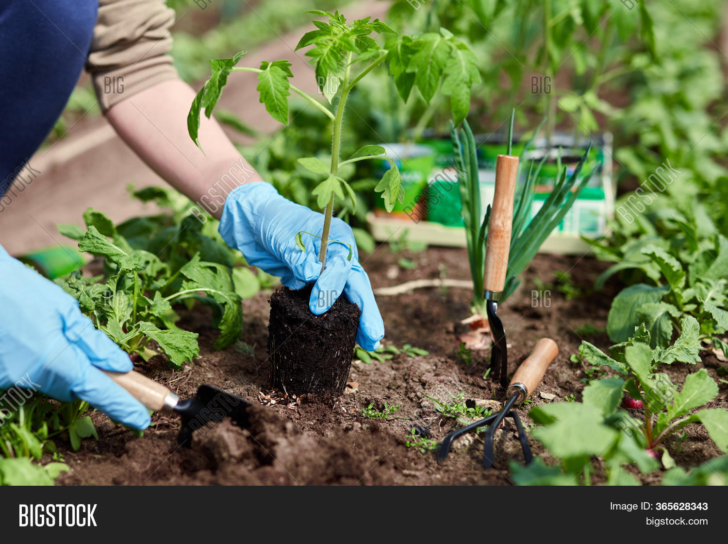 Gardeners Hands Image & Photo (Free Trial) | Bigstock