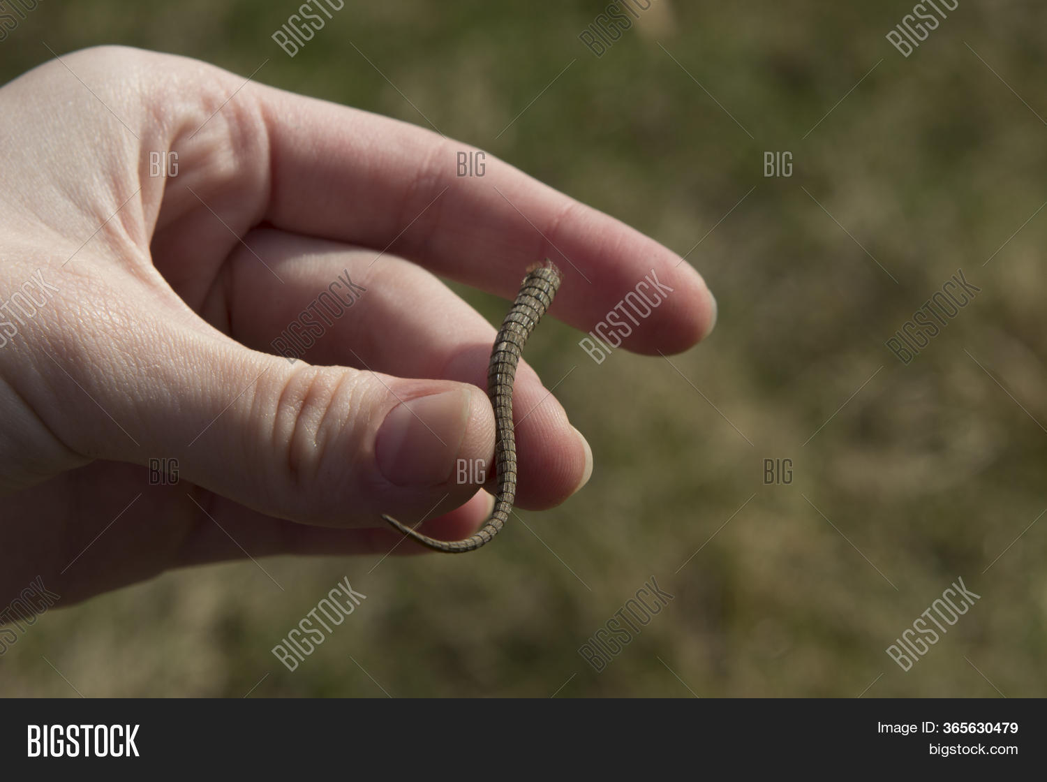 Hand Holds Tailed Image & Photo (Free Trial) | Bigstock
