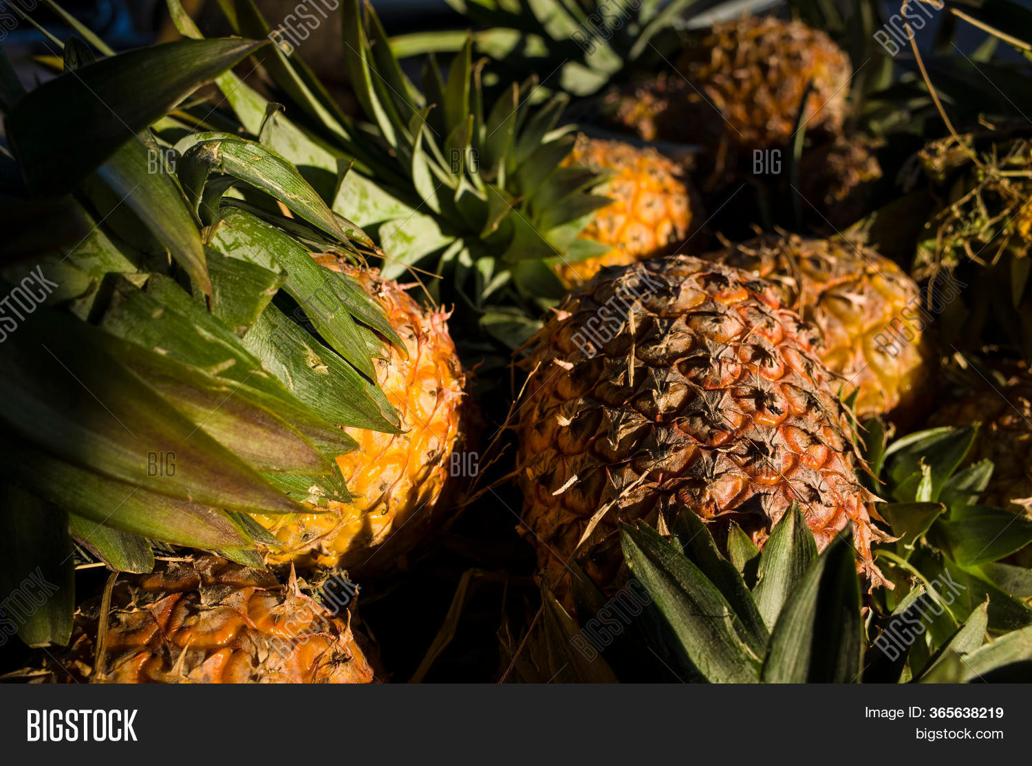 Pineapple Background, Image & Photo (Free Trial) | Bigstock