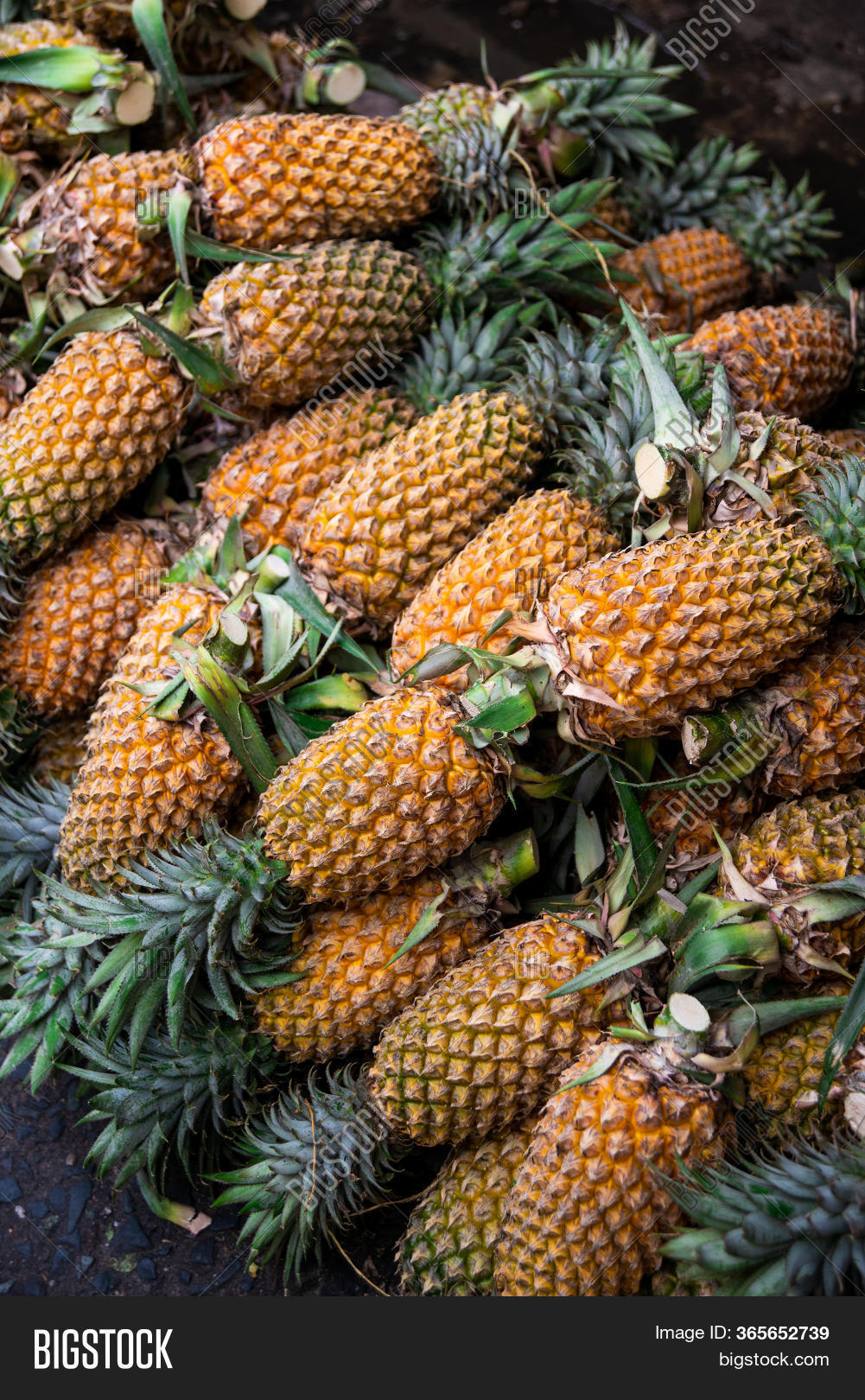 Pile Pinapples Ready Image & Photo (Free Trial) | Bigstock