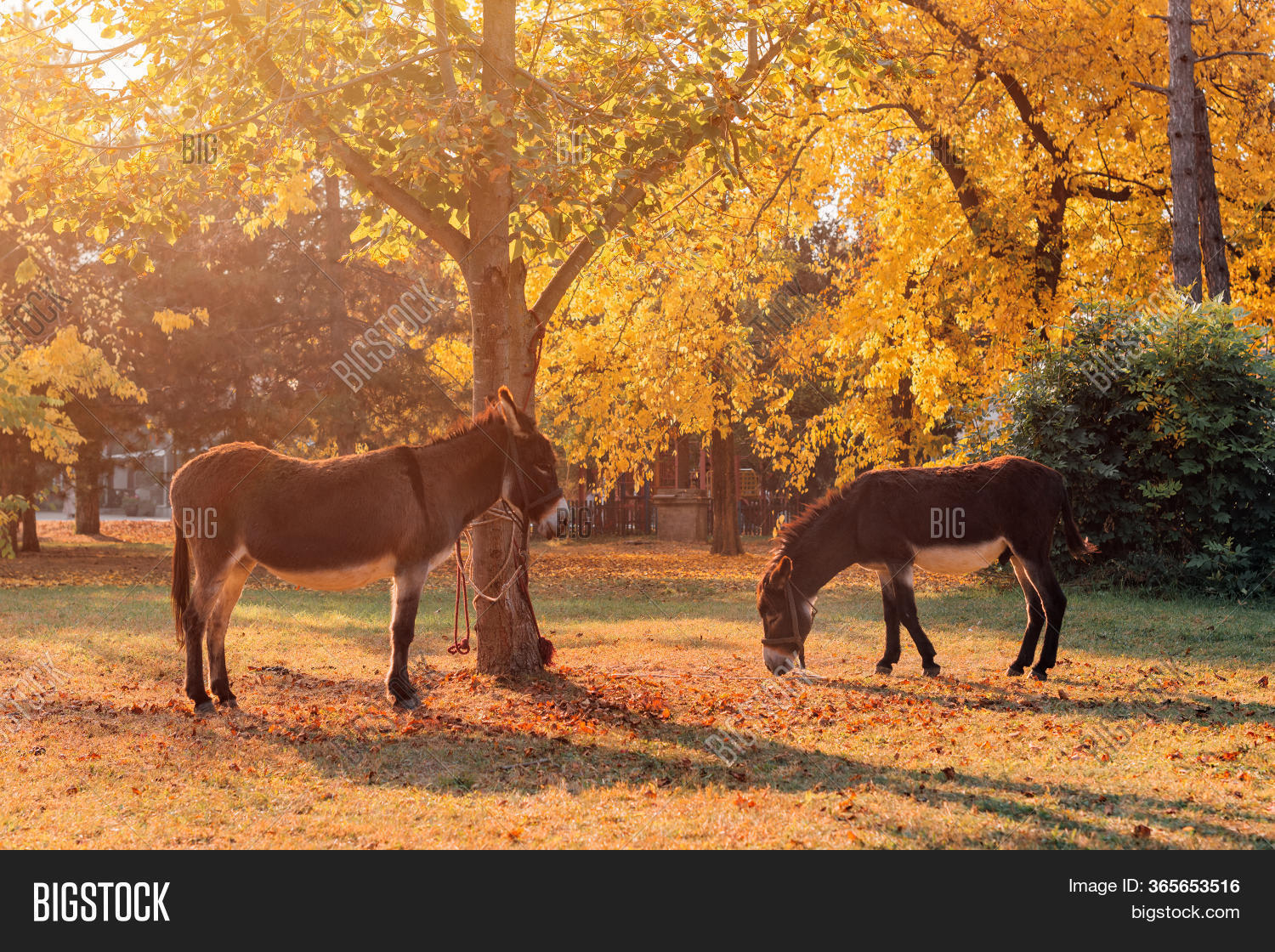 Pair Donkeys Tied Tree Image & Photo (Free Trial) | Bigstock