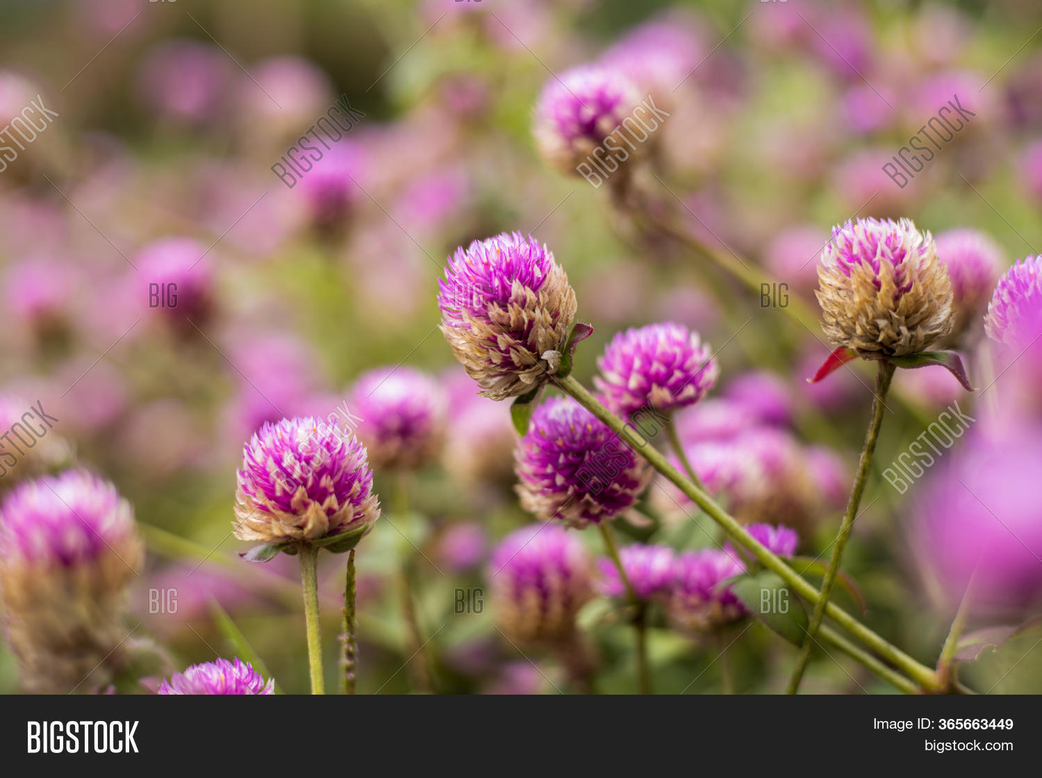 Globe Amaranth Flower Image & Photo (Free Trial) | Bigstock